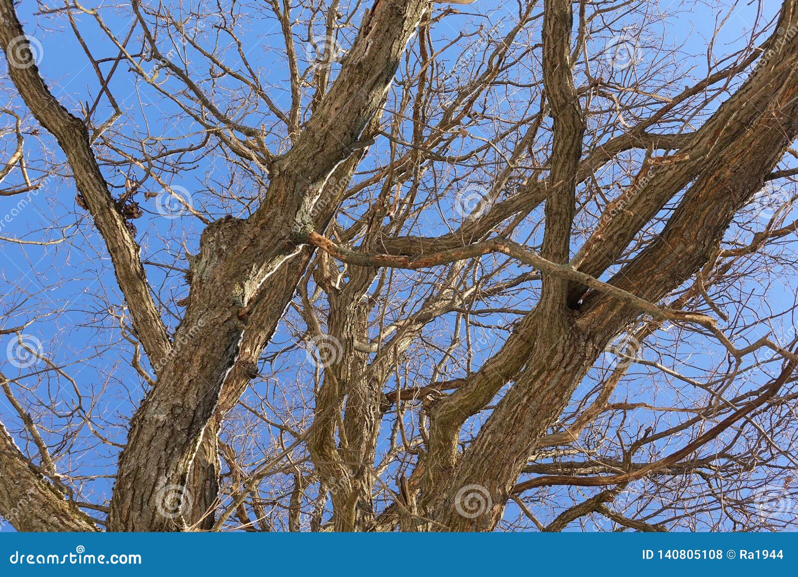 Oak. Tree Trunk, Bottom View. Nature in the Winter Season. Against the ...
