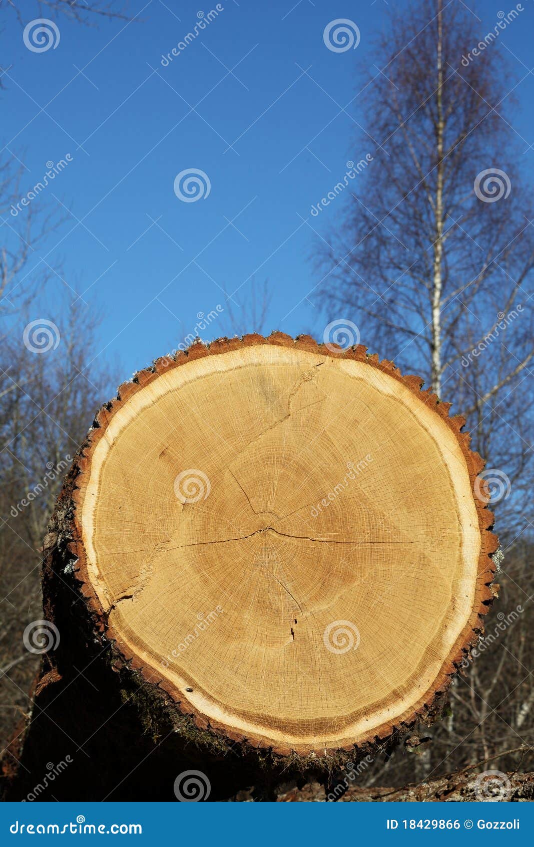 Oak Tree Trunk Cross Section Detail Stock Photo - Image of rings ...