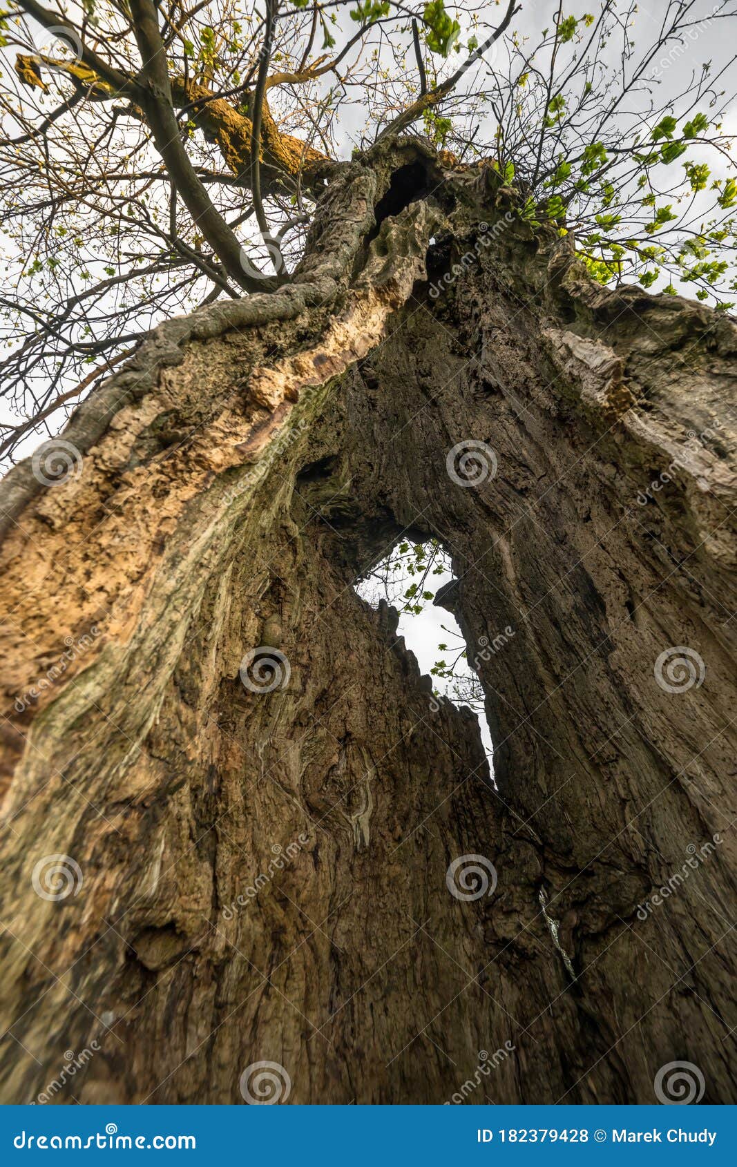Oak tree trunk stock photo. Image of abstract, wood - 182379428