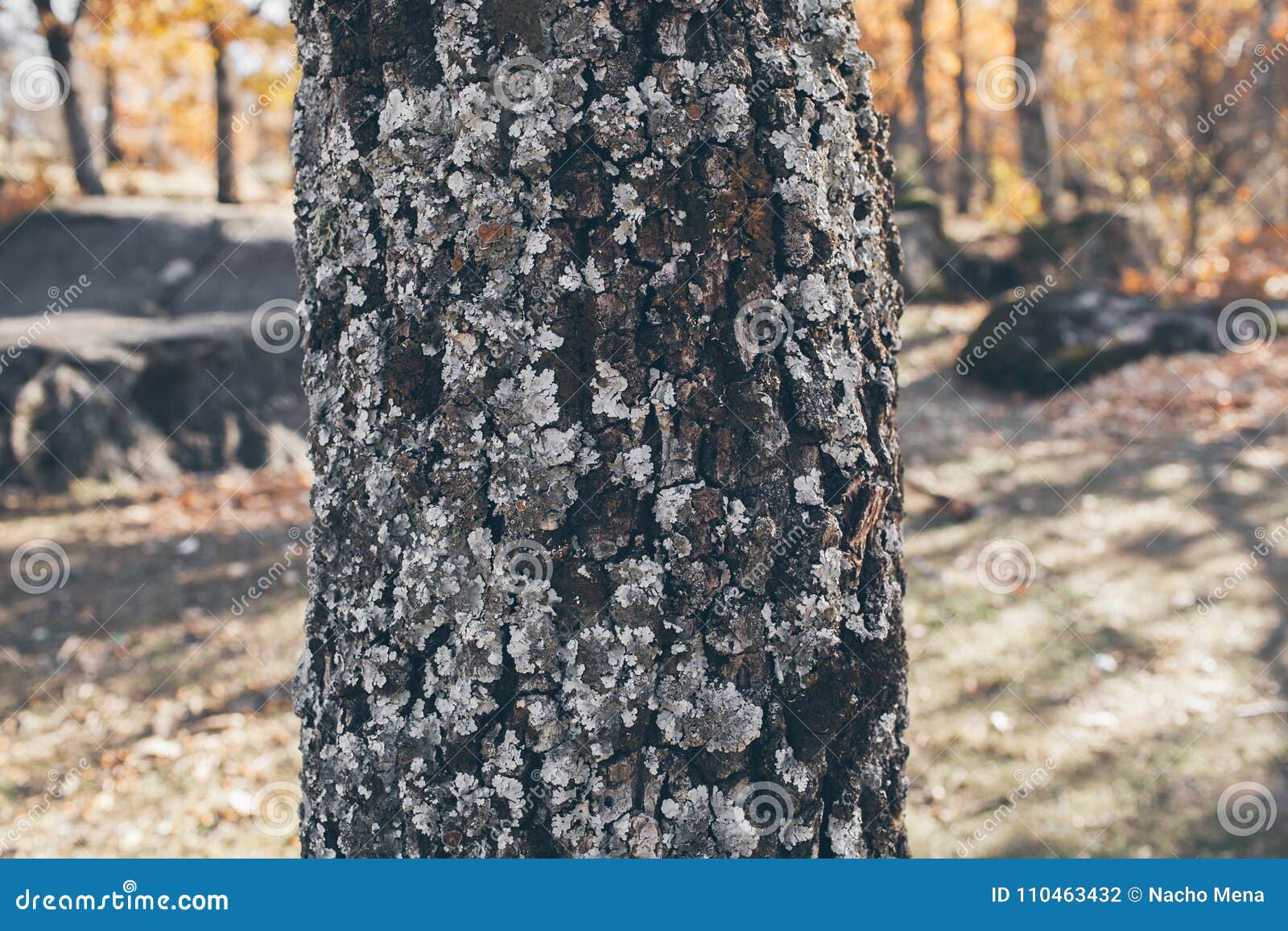 Oak Tree Trunk Texture and Background with Moss and Lichen. Mossy Bark ...