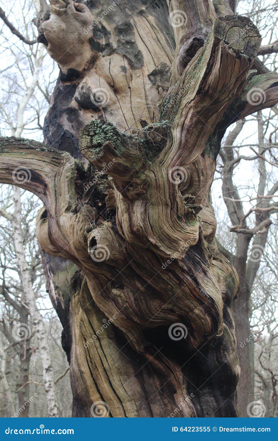 Oak tree trunk stock image. Image of dying, twig, branch - 64223555