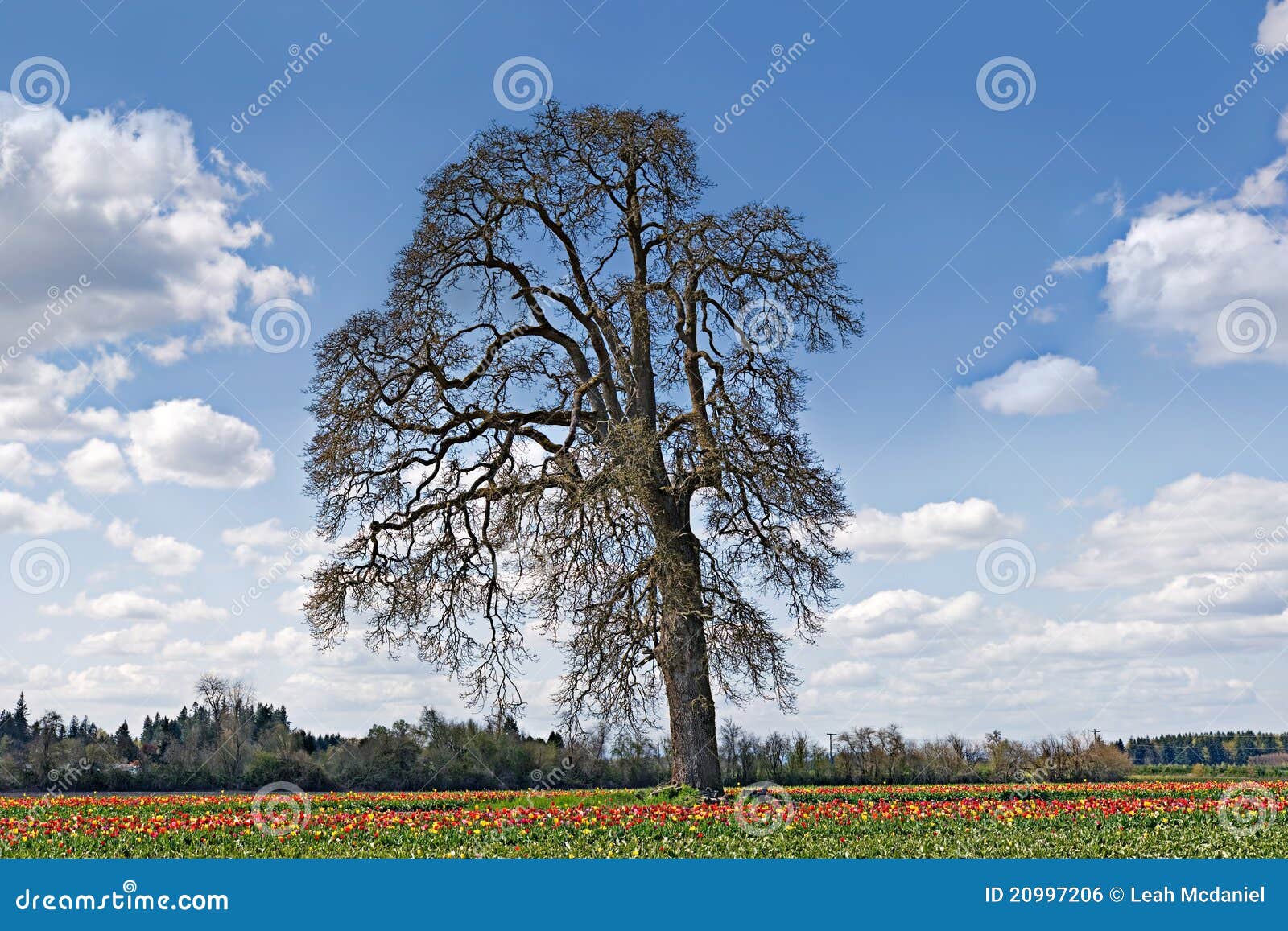 Oak Tree in Tulip Field stock photo. Image of beautiful - 20997206