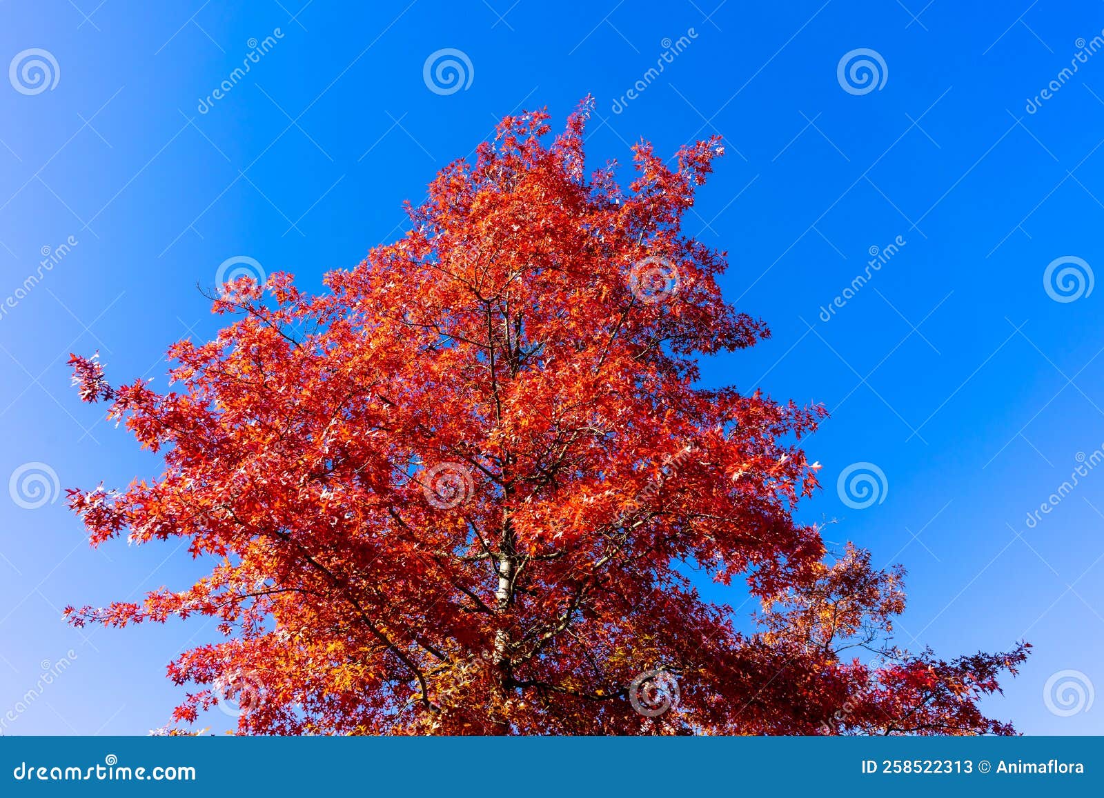 Oak Tree Turns Red in Autumn Stock Image - Image of turning, landscape ...
