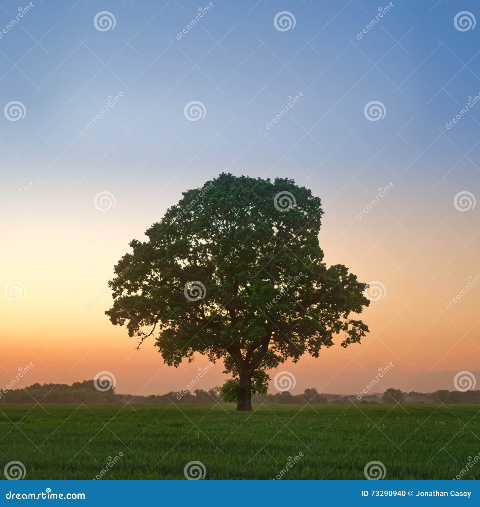 Oak Tree at Twilight stock photo. Image of oaks, fields - 73290940