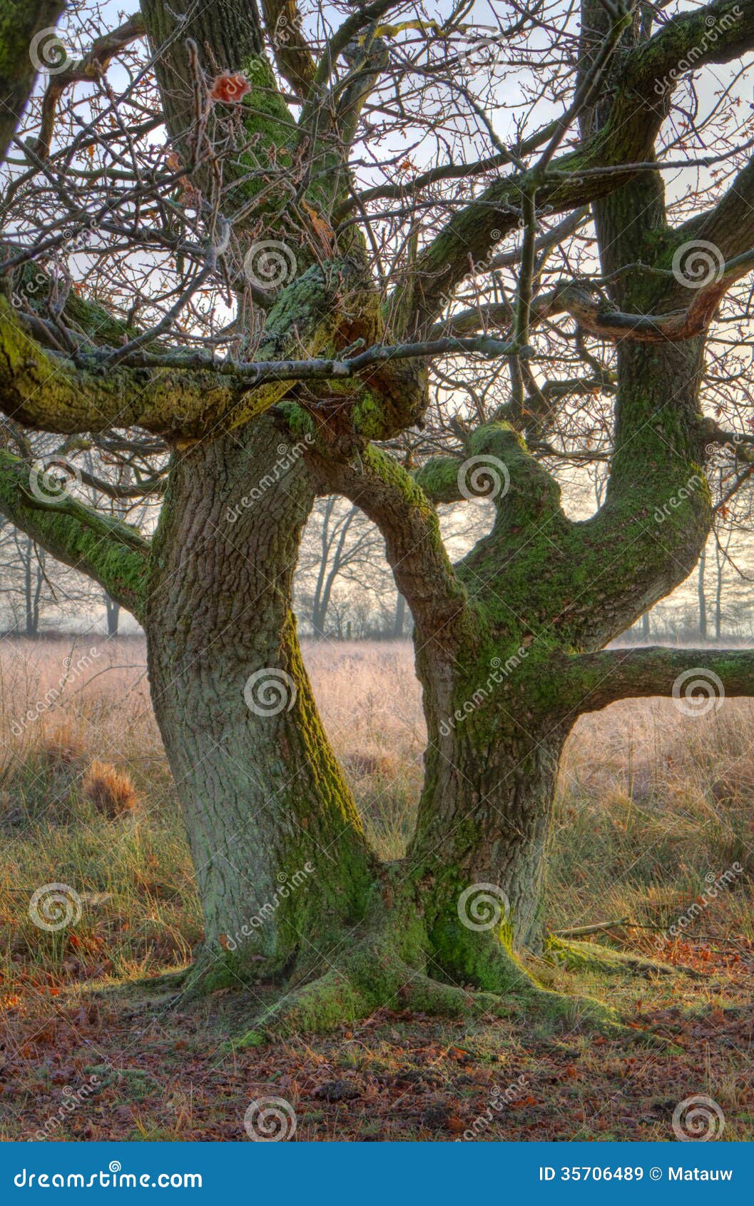 Oak tree with two stems stock image. Image of sturdy - 35706489