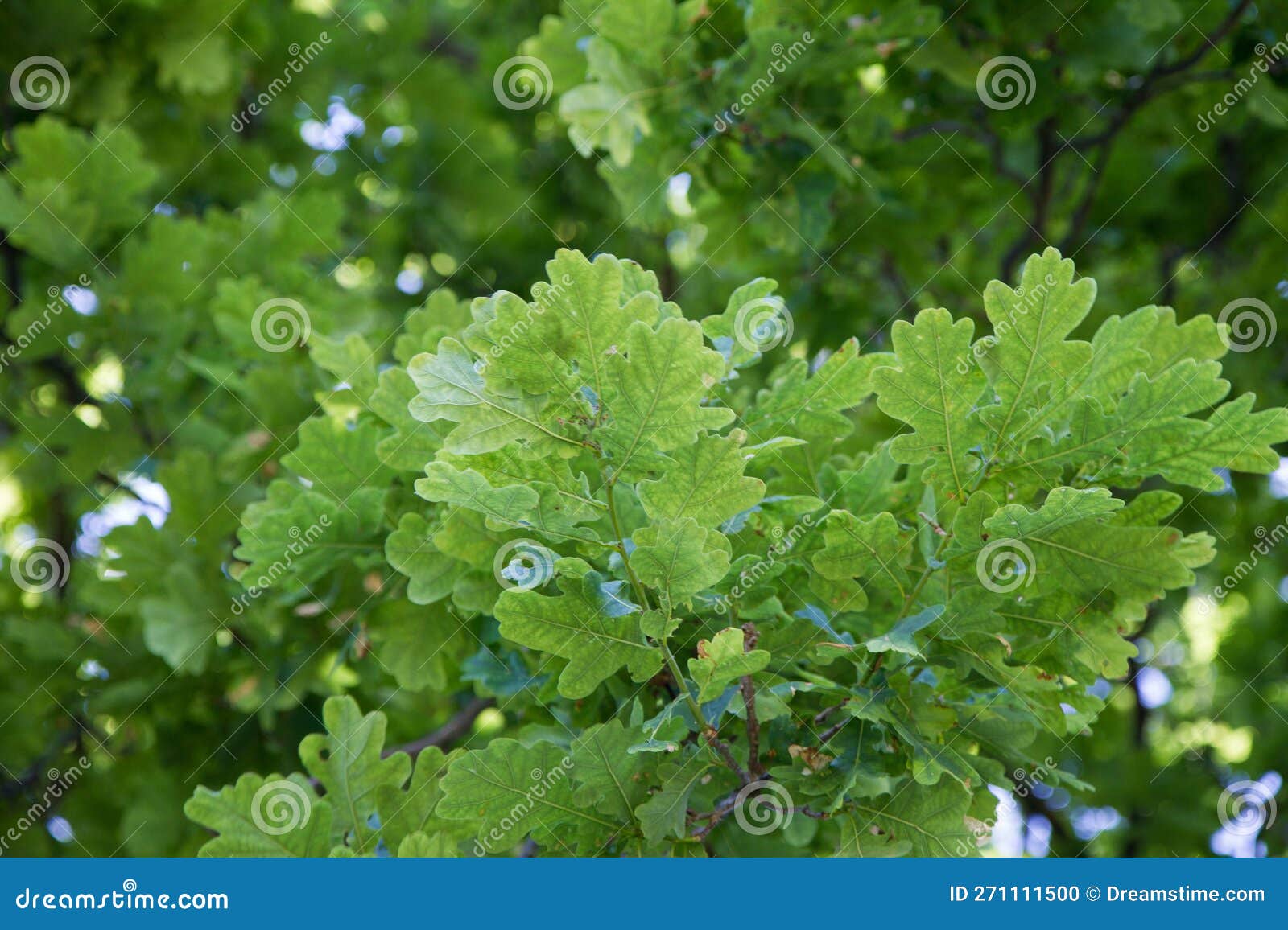 Oak tree upwards stock photo. Image of produce, blue - 271111500