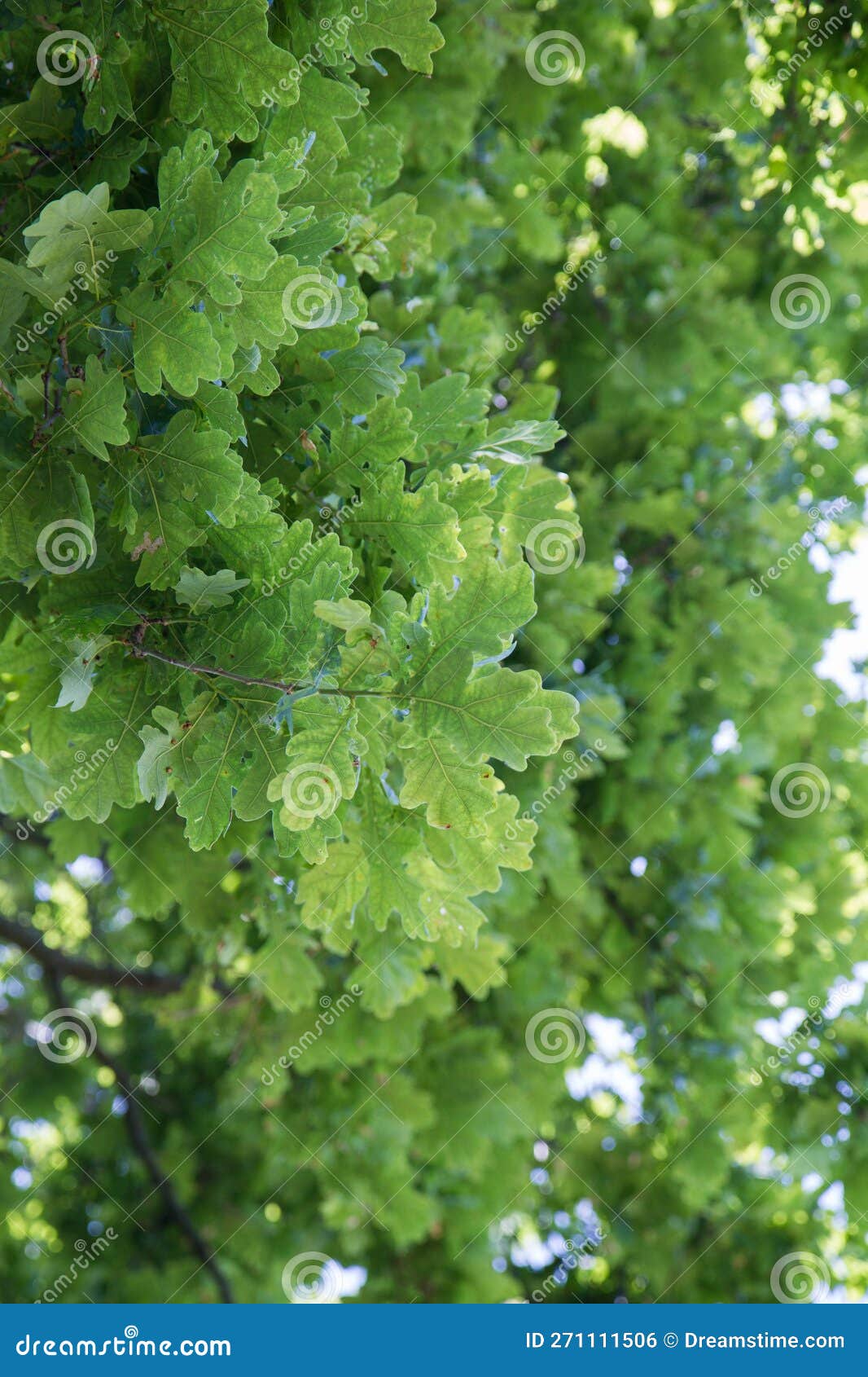 Oak tree upwards stock photo. Image of leaf, branch - 271111506