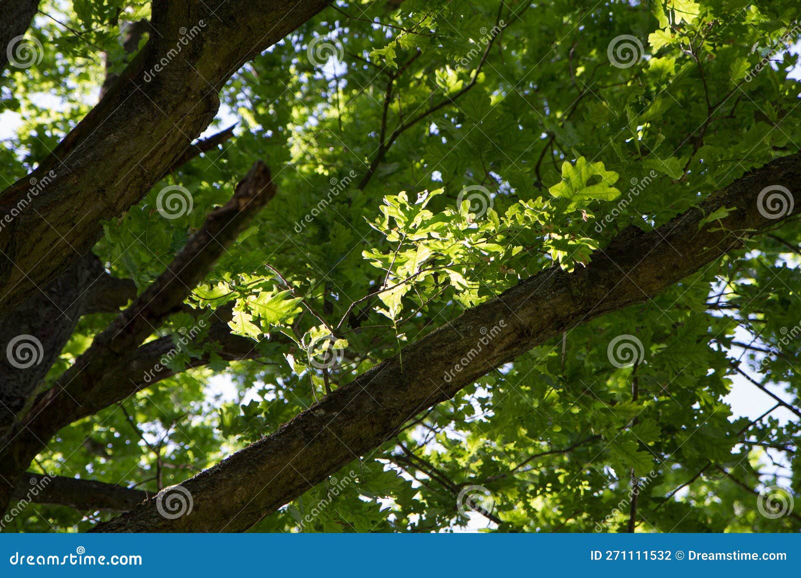 Oak tree upwards stock photo. Image of autumn, woods - 271111532