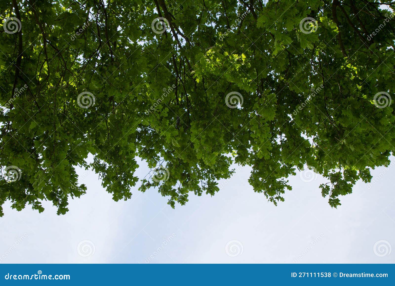 Oak tree upwards stock photo. Image of forest, blue - 271111538