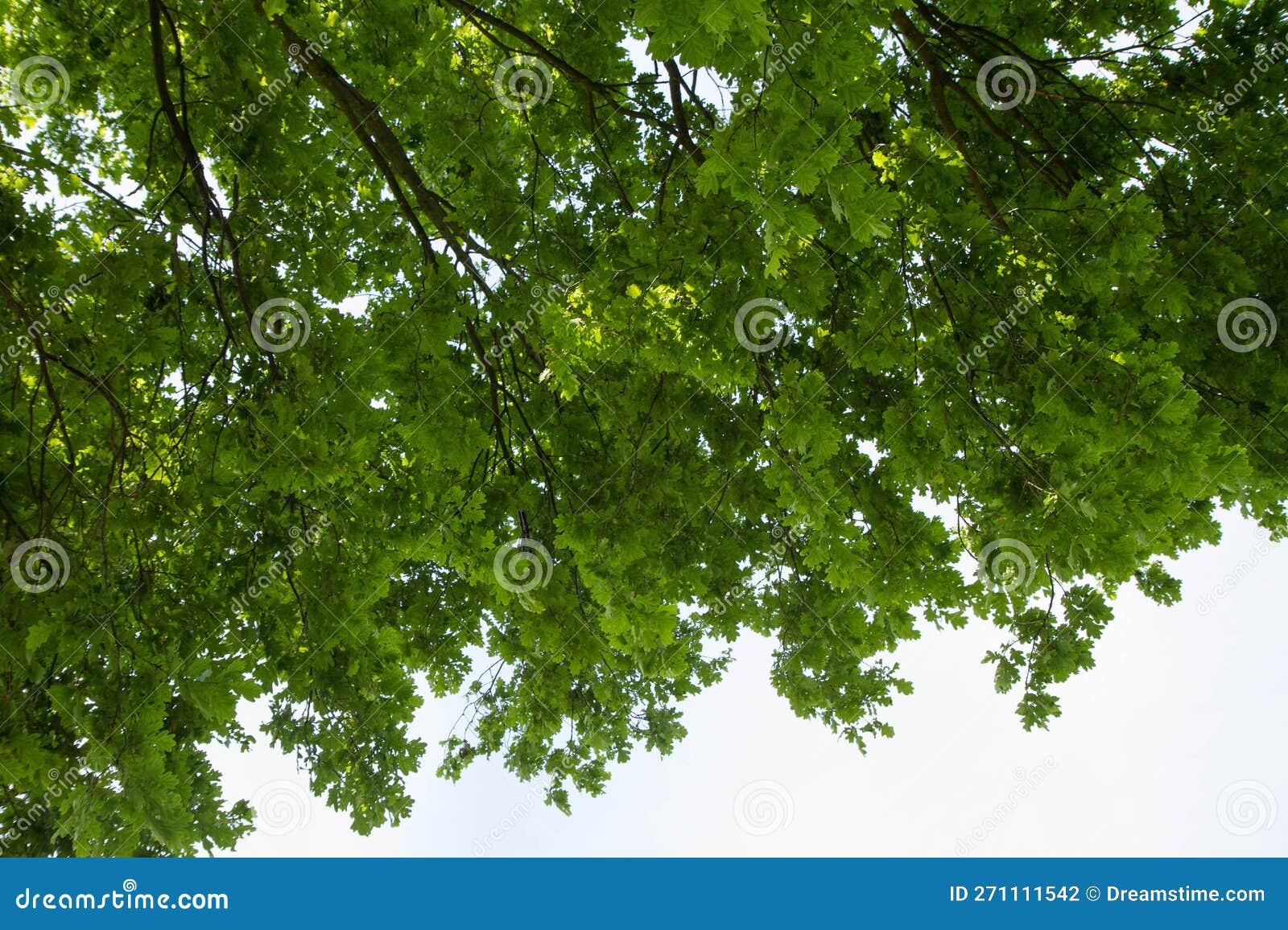 Oak tree upwards stock photo. Image of trees, blue, leaves - 271111542