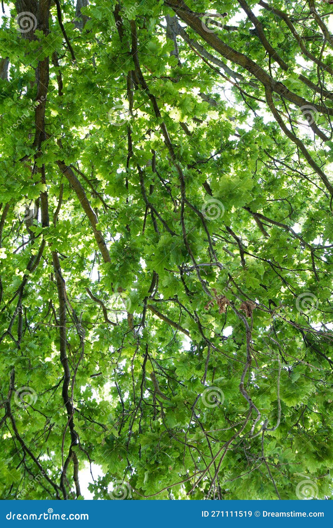 Oak tree upwards stock image. Image of leaf, spring - 271111519