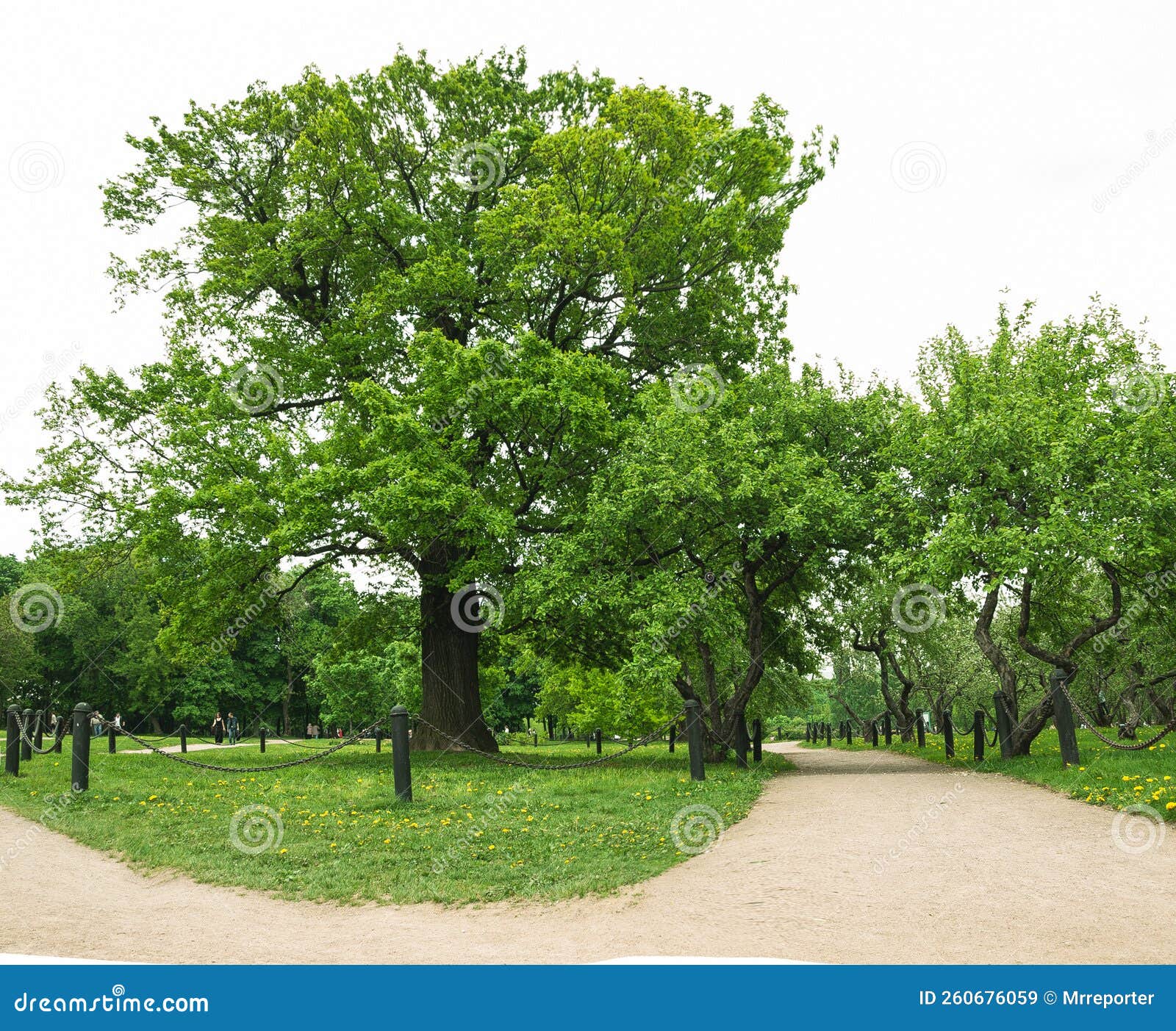 Oak tree in urban park stock image. Image of tree, pathway - 260676059
