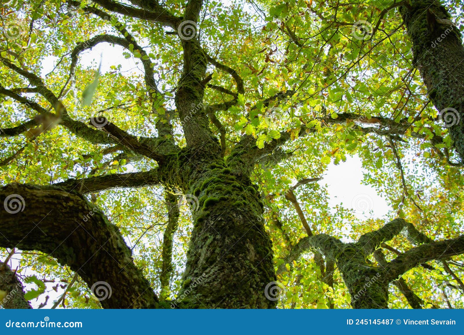 Oak Tree Viewed from the Ground Stock Image - Image of spreading, shrub ...