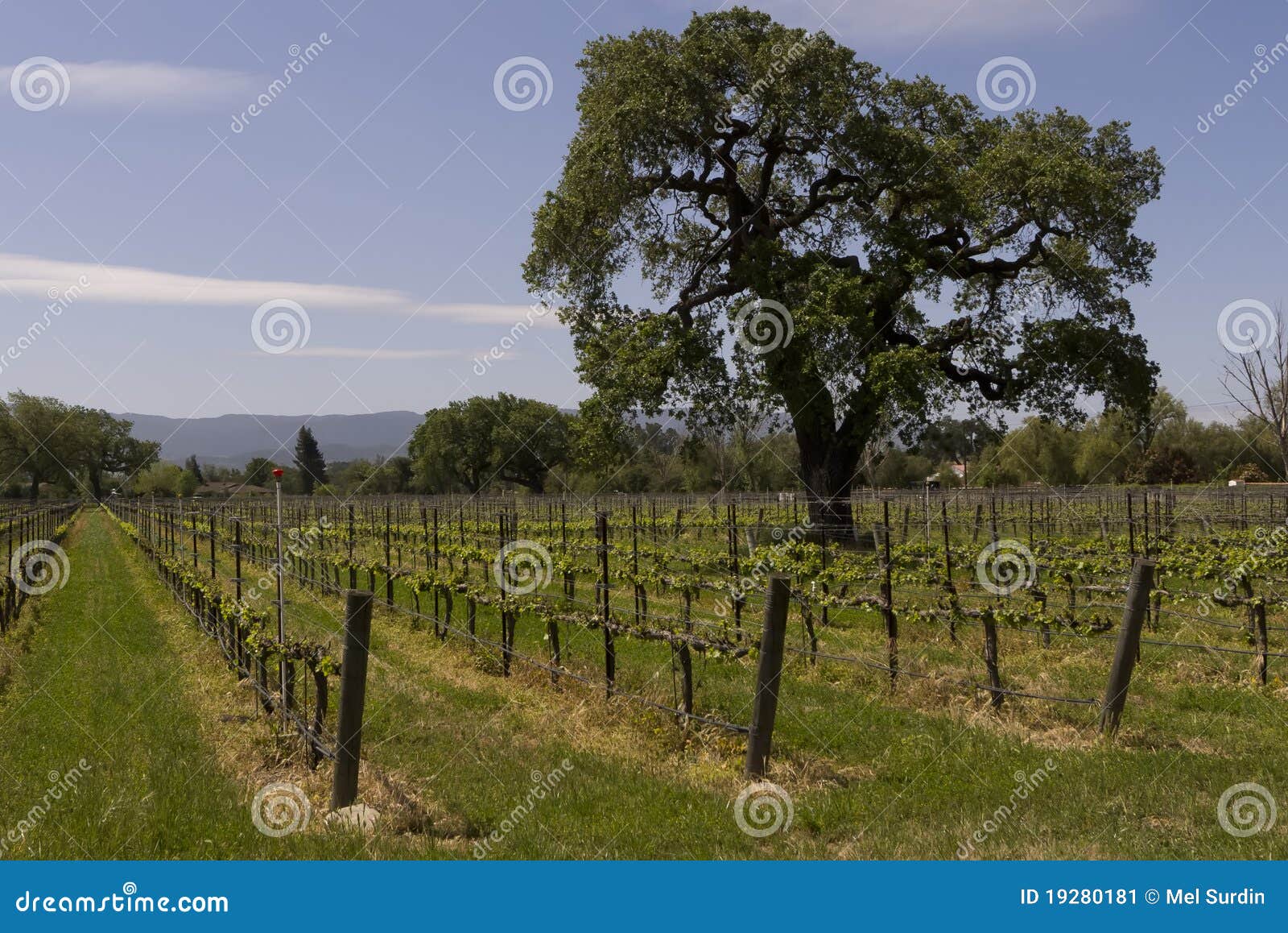 Oak tree vineyard stock image. Image of estate, winery - 19280181