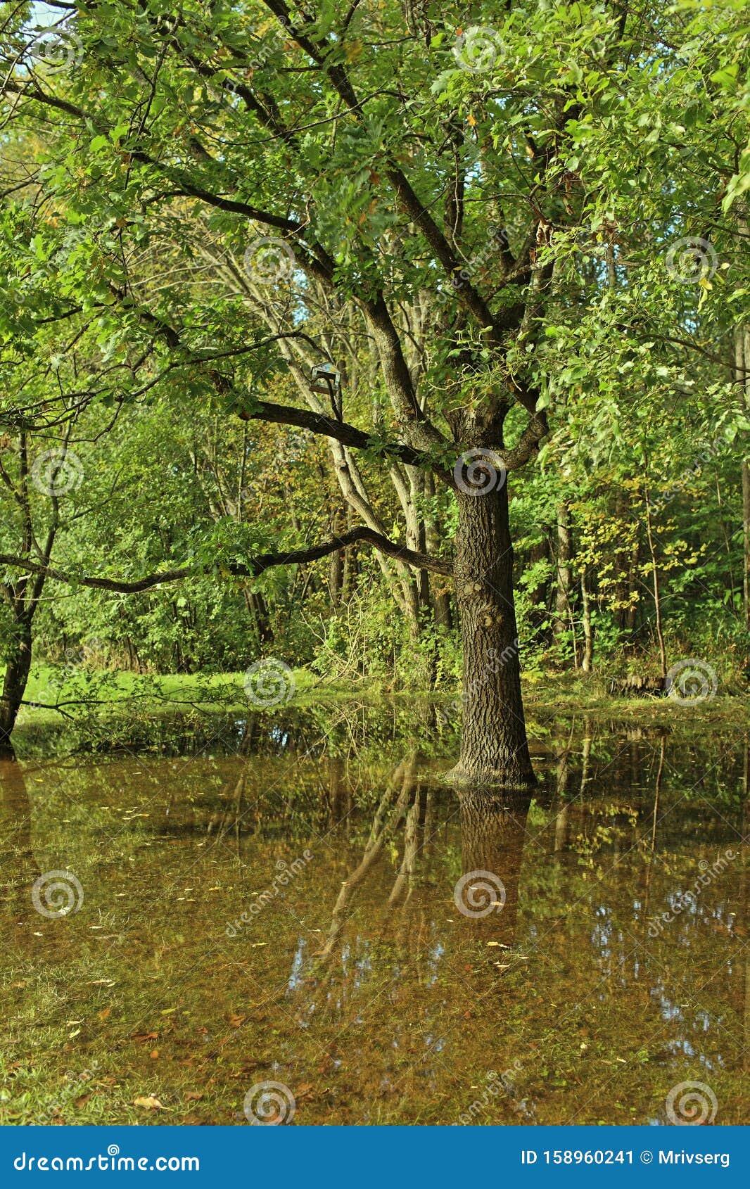 Oak tree in the water stock image. Image of scenic, adventure - 158960241