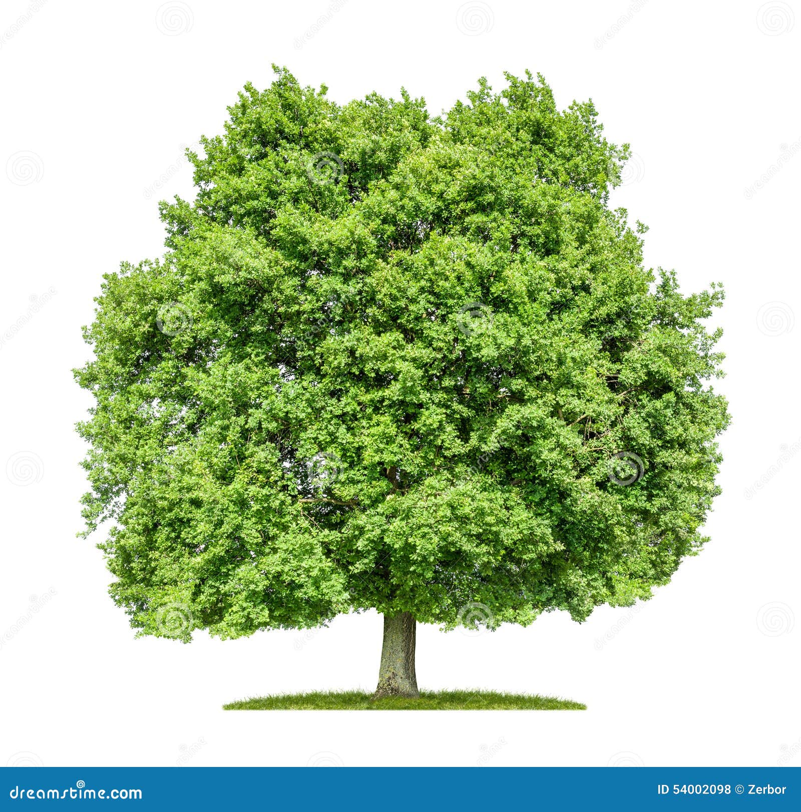 Tree White Background Royalty Free