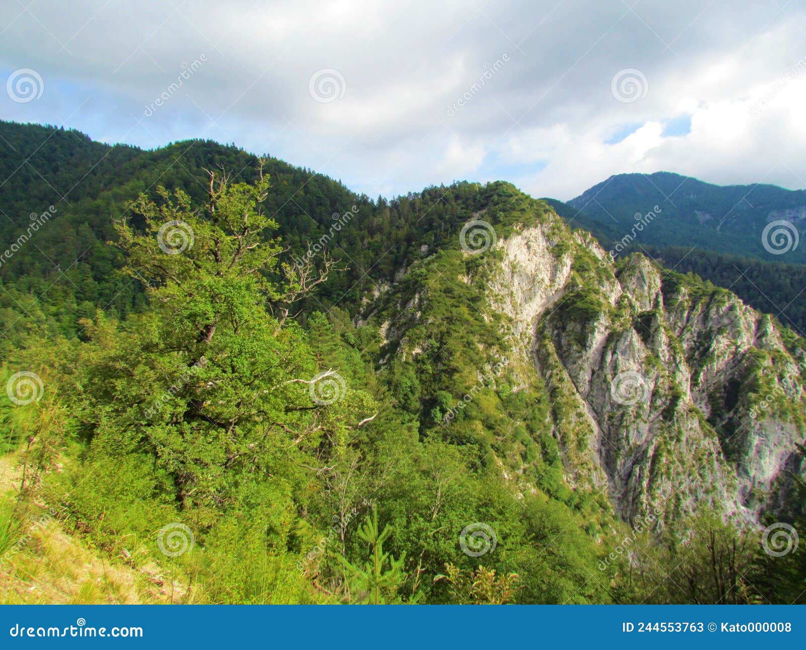 Oak Tree with a Wide Canopy in Karavanke Mountains Stock Image - Image ...
