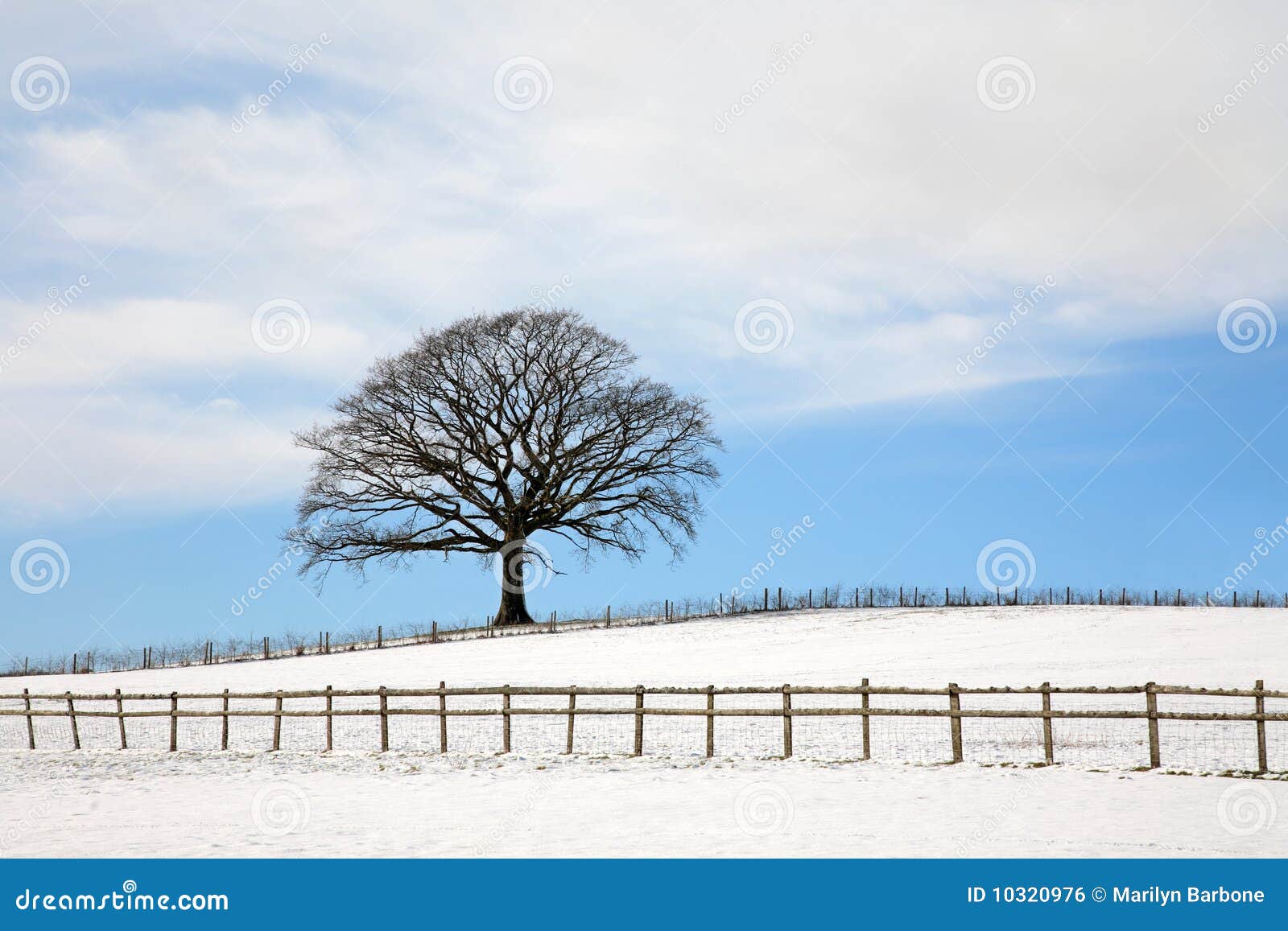 Oak Tree in Winter stock photo. Image of lumber, majestic - 10320976