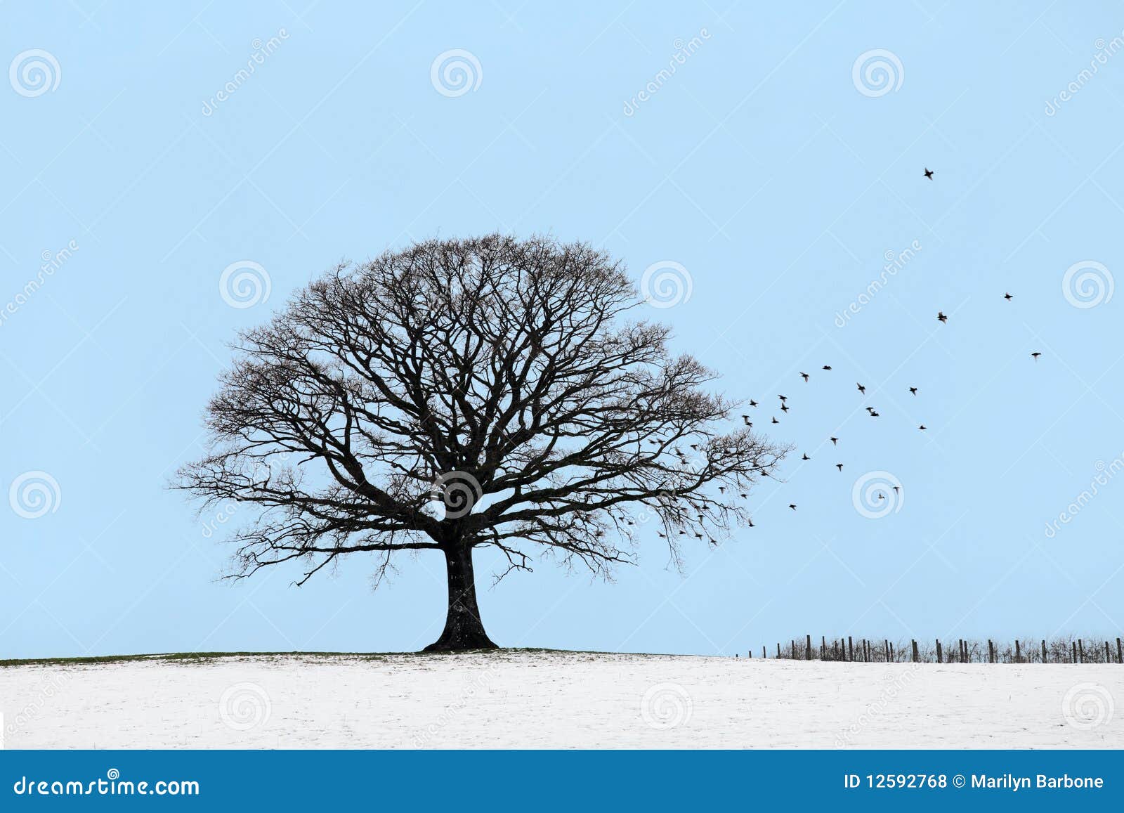 Oak Tree in Winter stock photo. Image of flying, beauty - 12592768