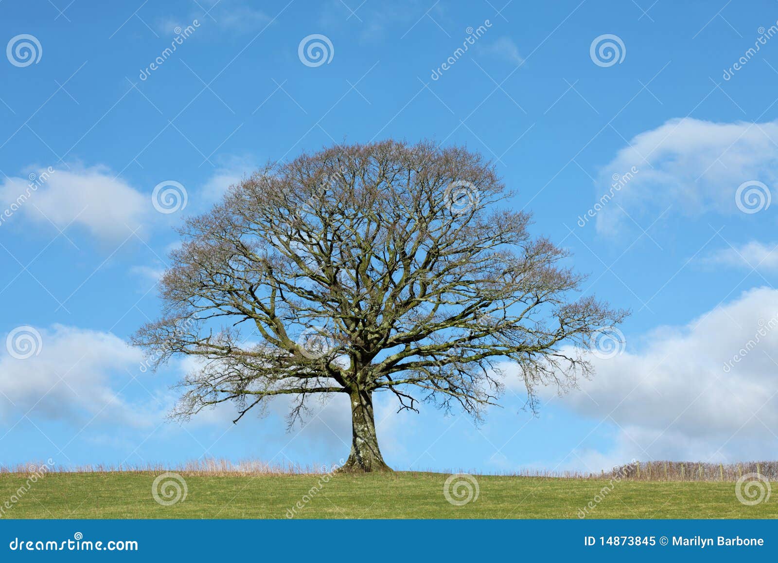 Oak Tree in Winter stock image. Image of branches, majestic - 14873845