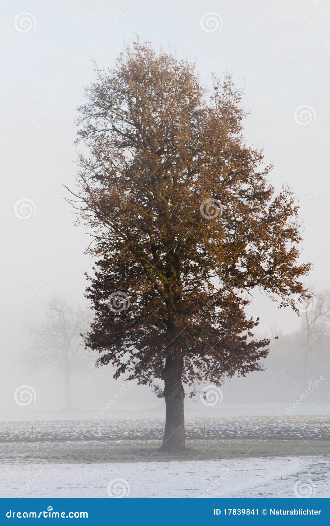 Oak tree in winter stock image. Image of cold, lone, wintertime - 17839841