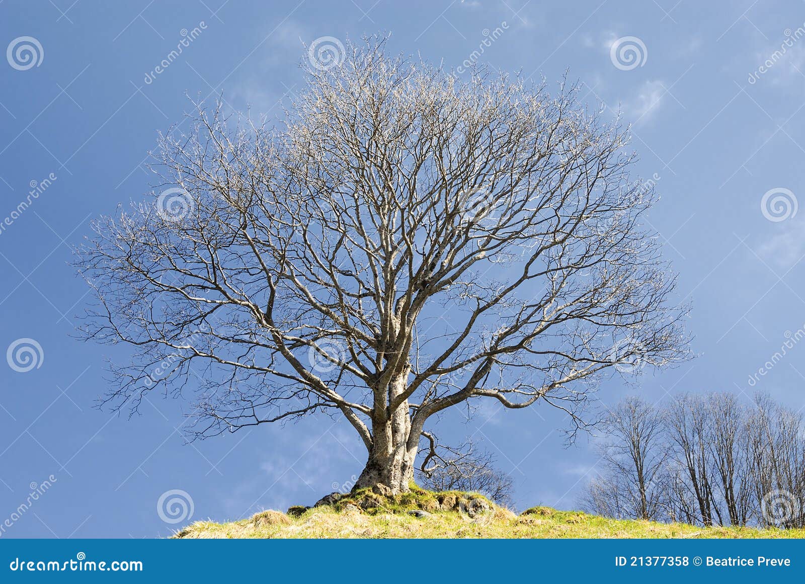 Oak Tree in Winter stock photo. Image of strength, blue - 21377358