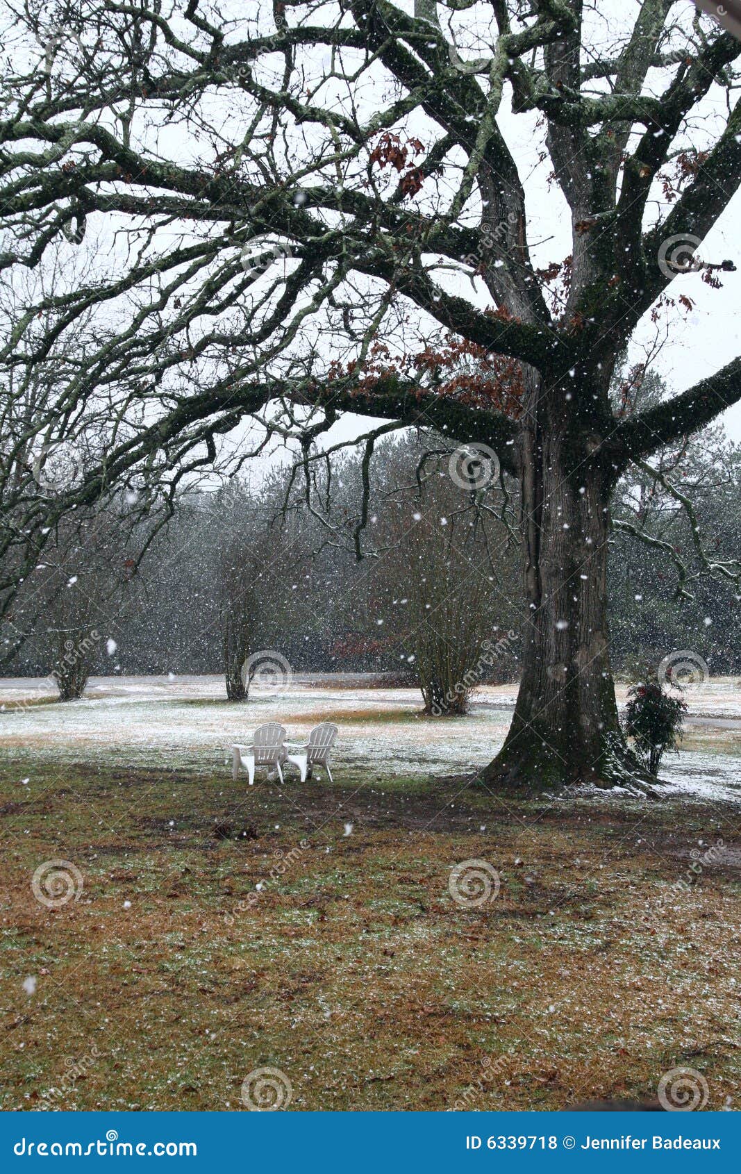 Oak tree in the winter stock photo. Image of golden, colourful - 6339718