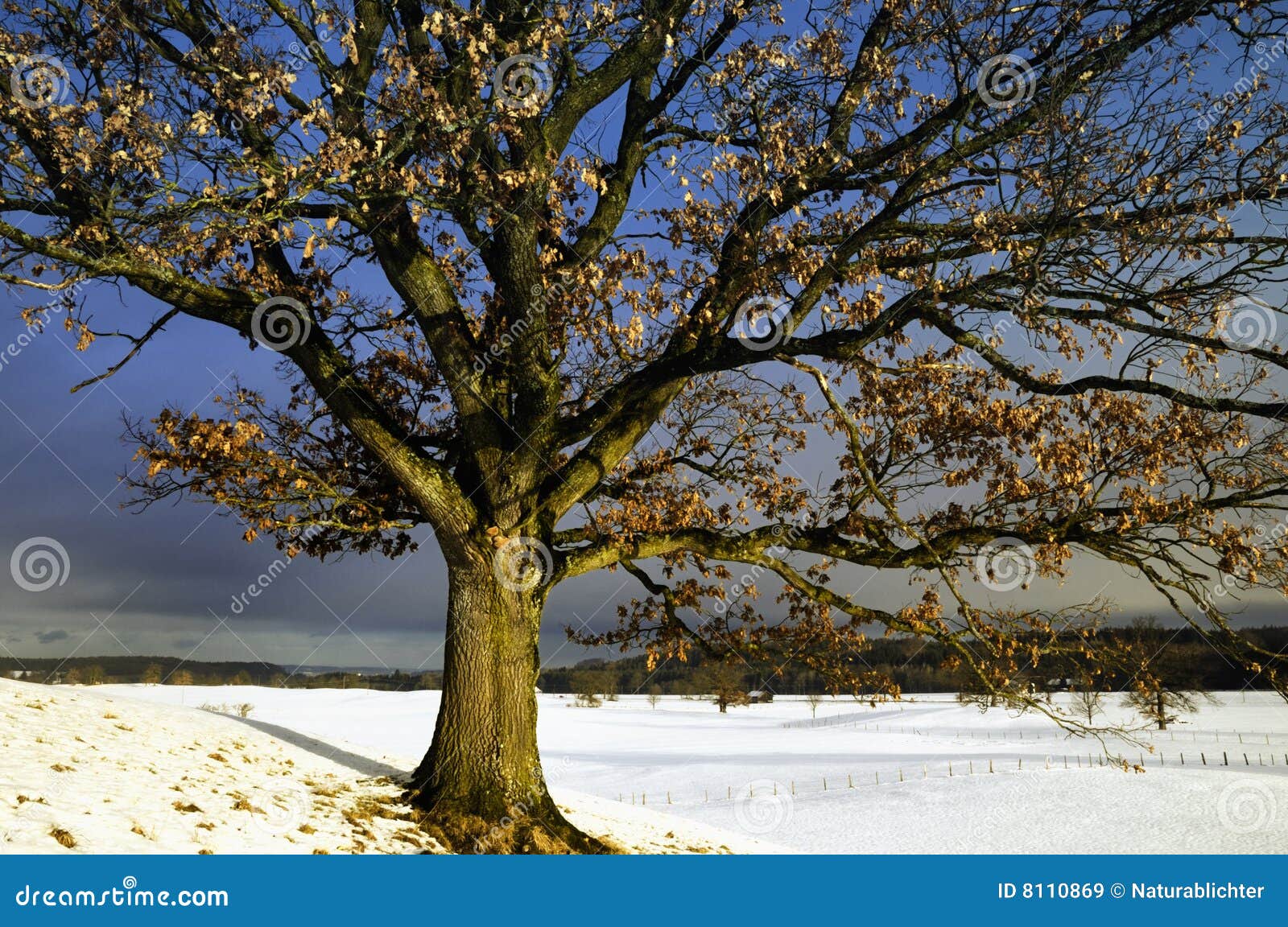 Oak Tree in winter stock image. Image of background, huge - 8110869