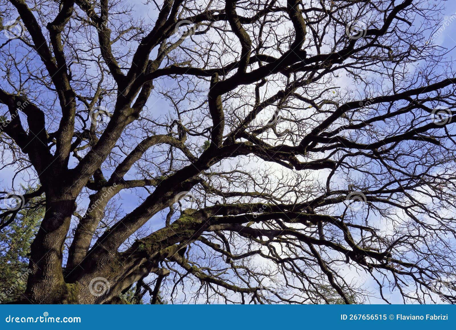 Oak Tree in Winter, Bare Branches, Texture Stock Image - Image of ...