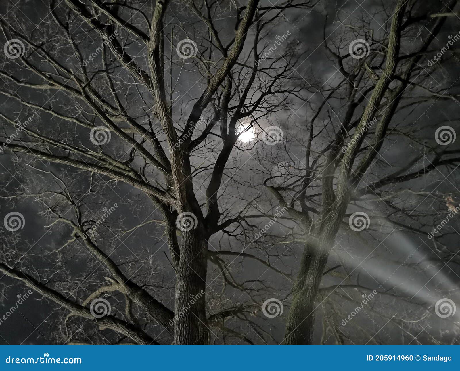 Oak Tree in Winter at Night Stock Photo - Image of moon, blue: 205914960