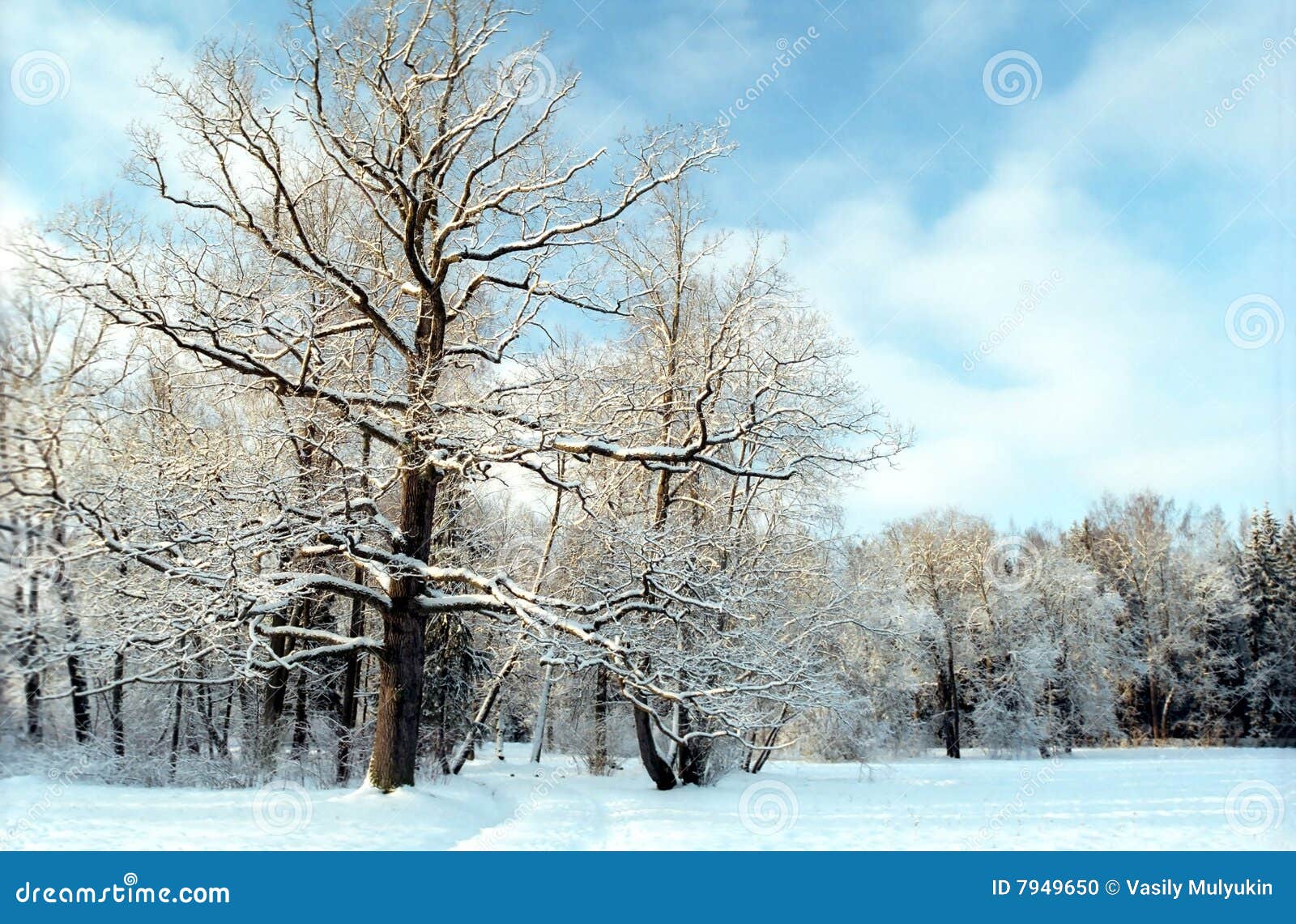 Oak tree in winter park stock photo. Image of open, colors - 7949650