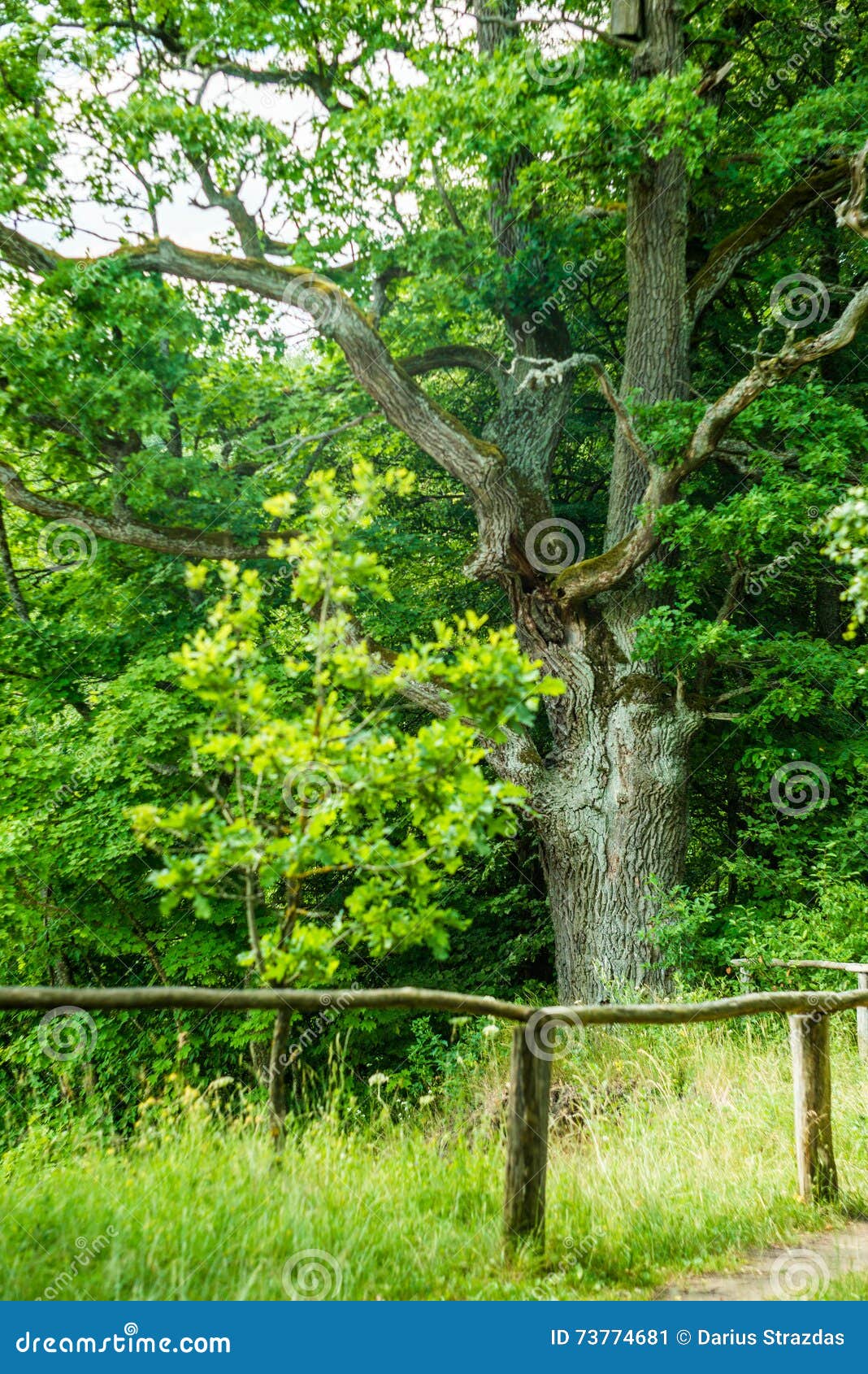 Oak stock image. Image of summer, green, foliage, light - 73774681