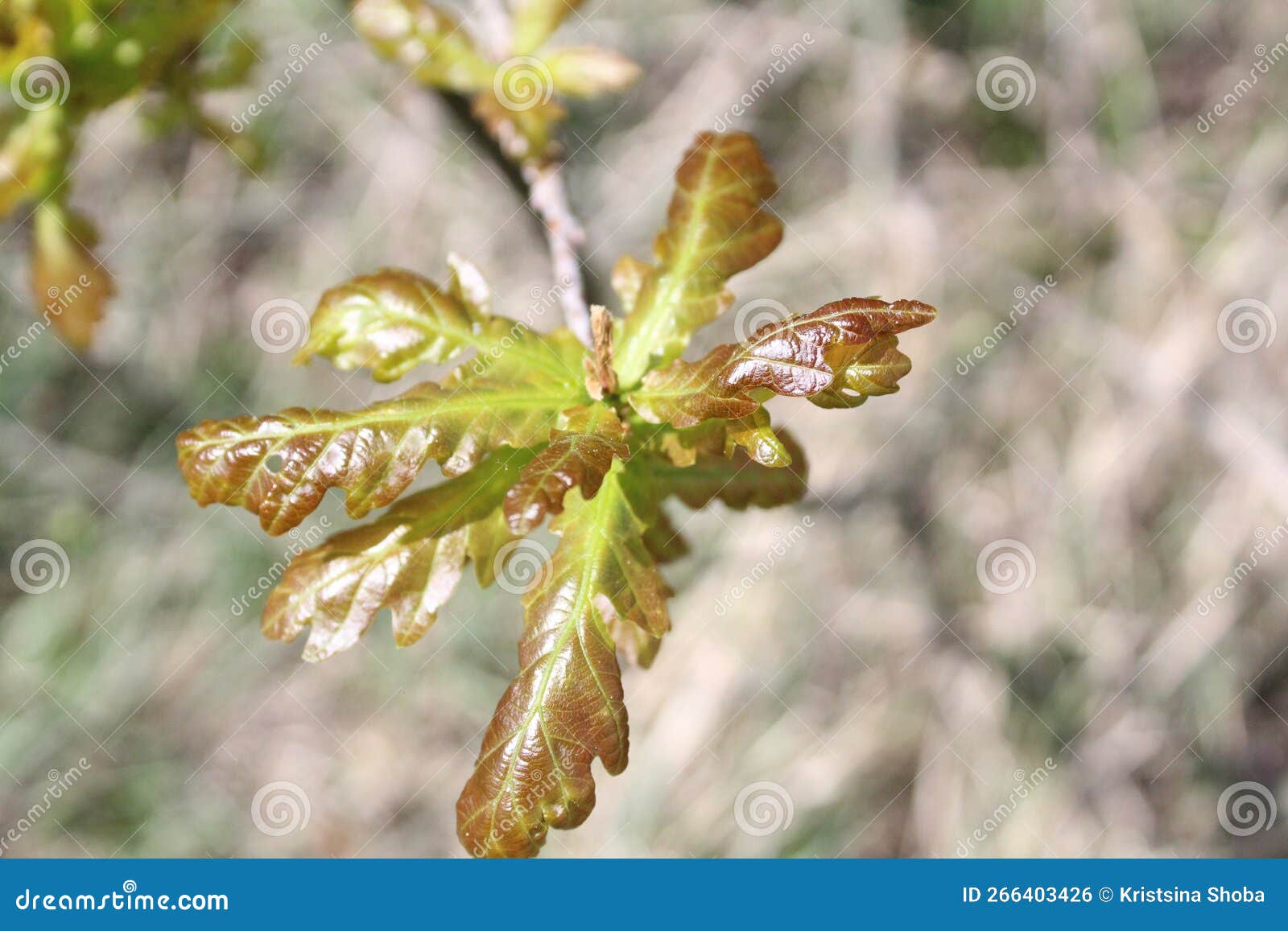 Oak Tree and Young Oak Leaves Summer Sun Landscape Stock Photo - Image ...