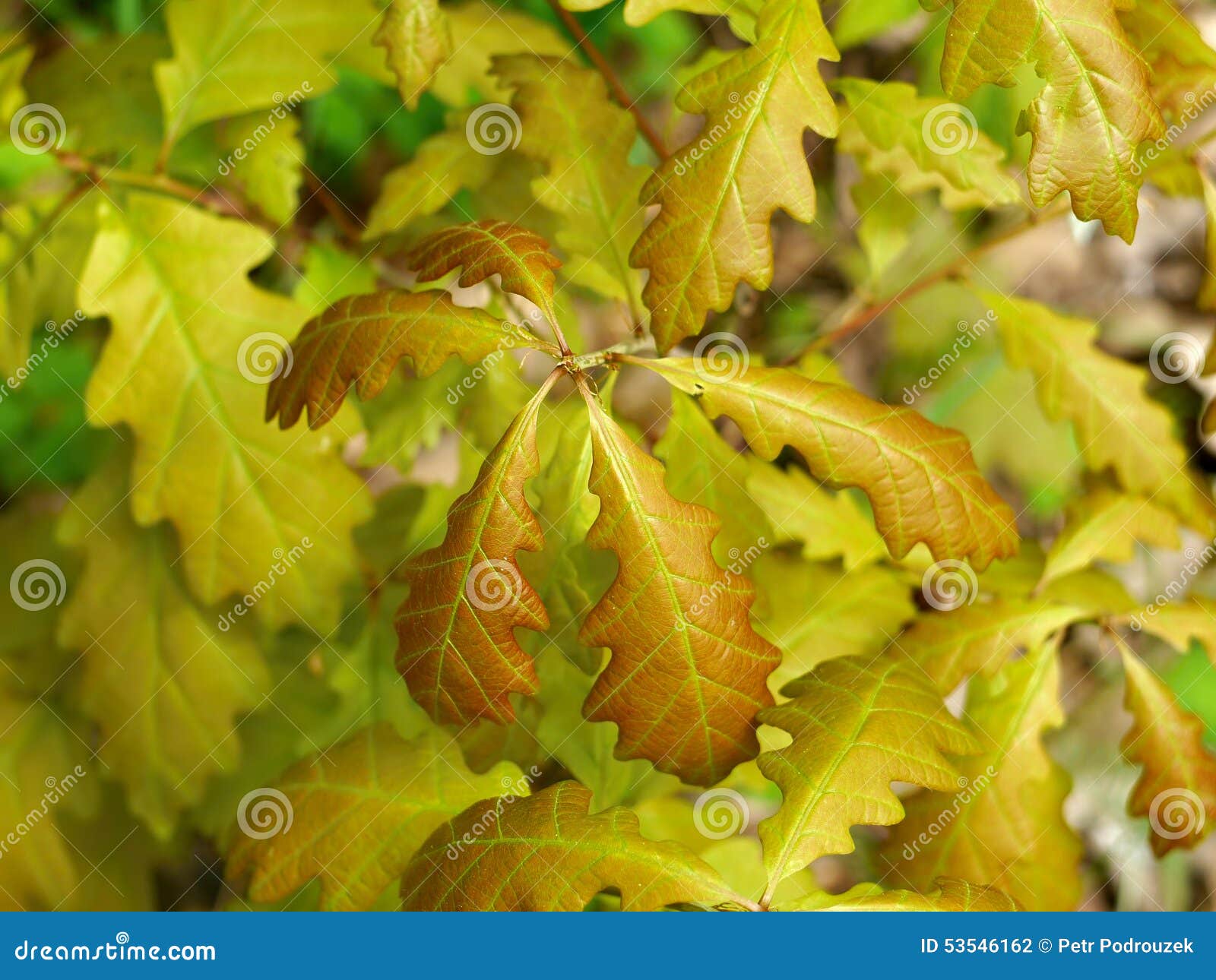 Oak tree young leaves stock photo. Image of spring, young - 53546162