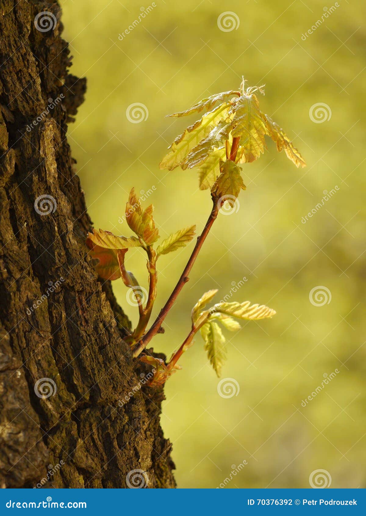 Oak Tree Young Spring Leaves Stock Photo - Image of background, color ...