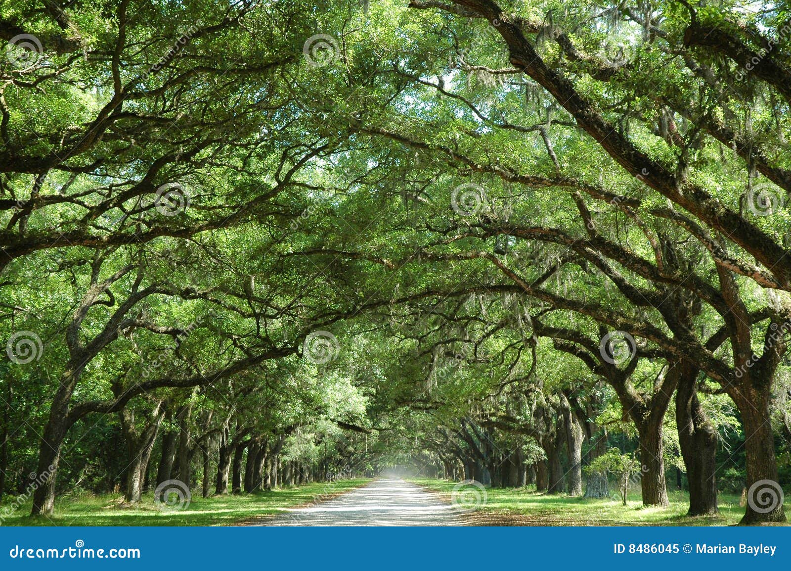 Oak Trees Along Country Road Stock Image - Image of summer, lane: 8486045