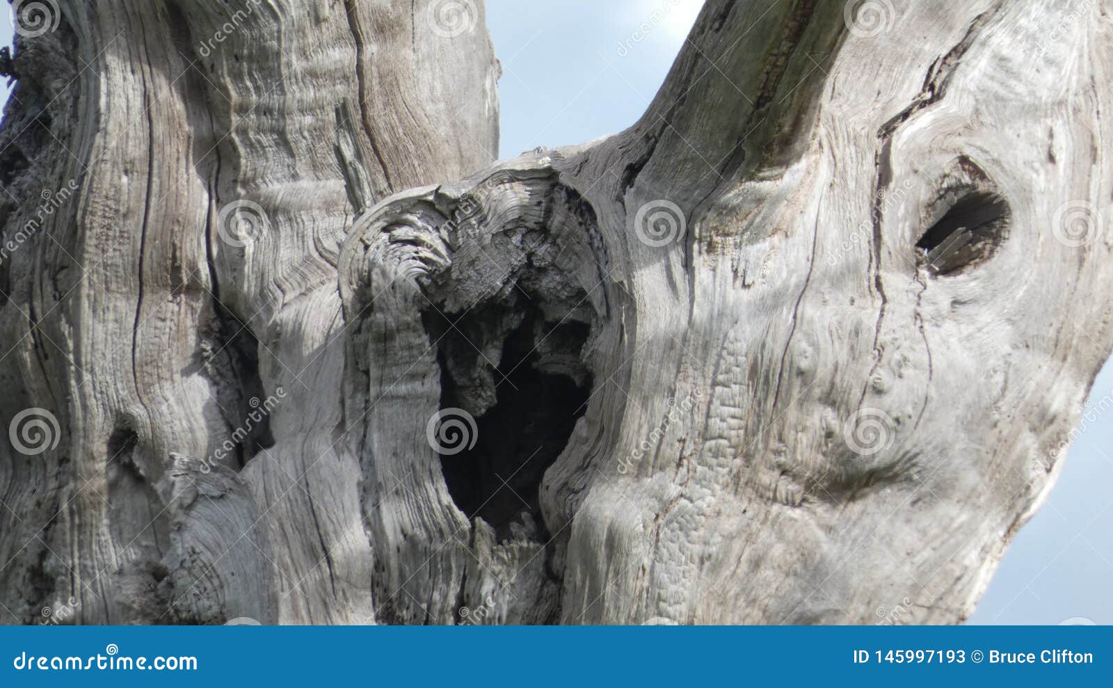Oak Trees â€“ Ancient â€“ Petrified â€“ Maldon - Forest Oak Tree Dryads ...