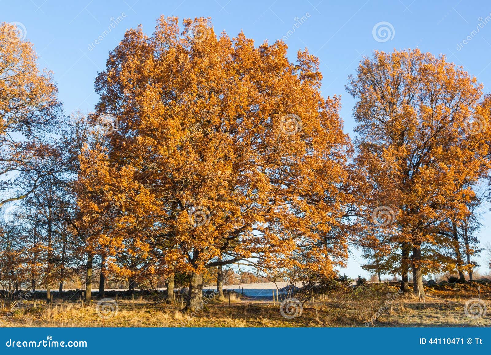 Oak trees stock image. Image of woods, tree, scenery - 44110471