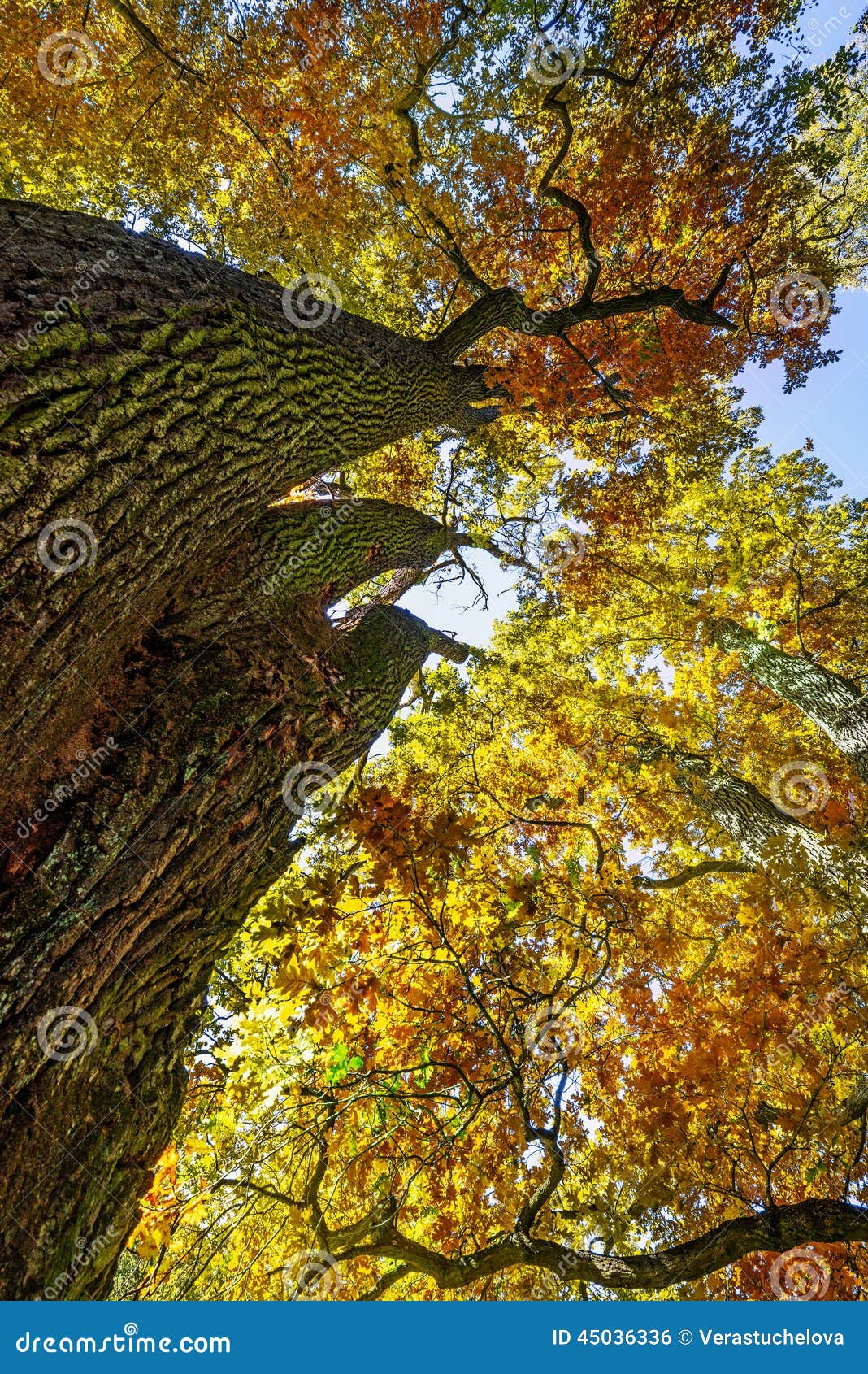 Oak trees in autumn stock photo. Image of green, leave - 45036336
