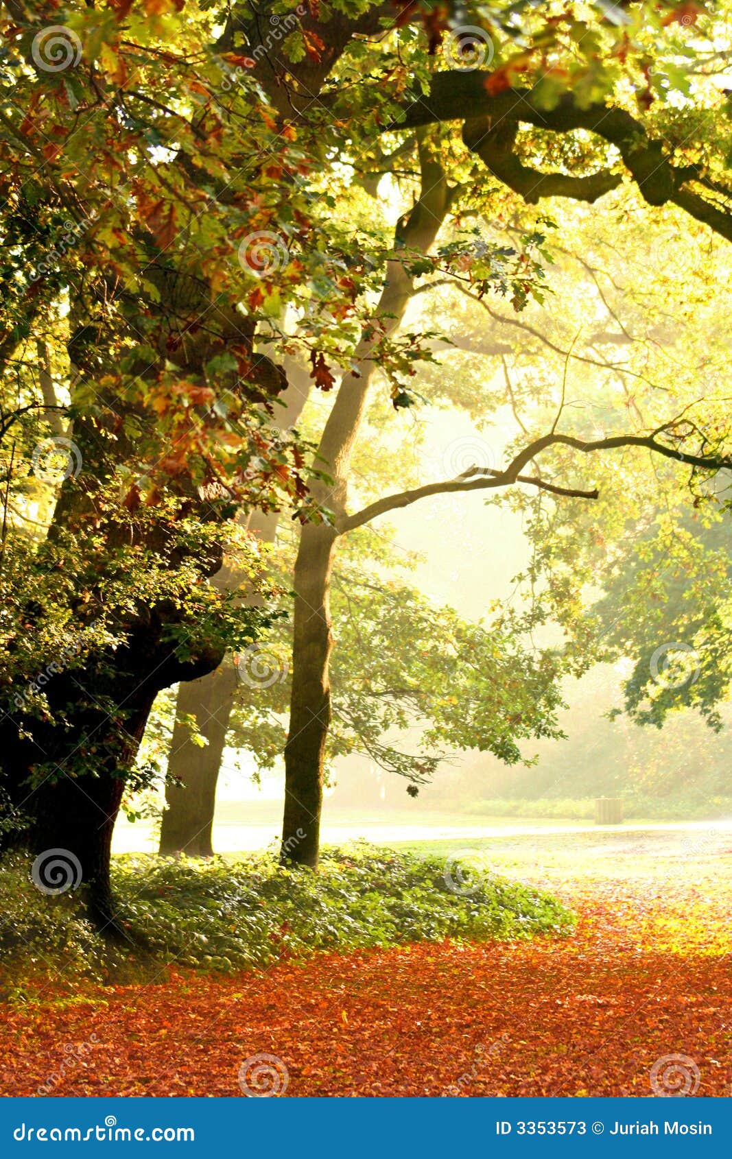 Oak Trees in Beautiful Mist Stock Image - Image of ground, autumn: 3353573