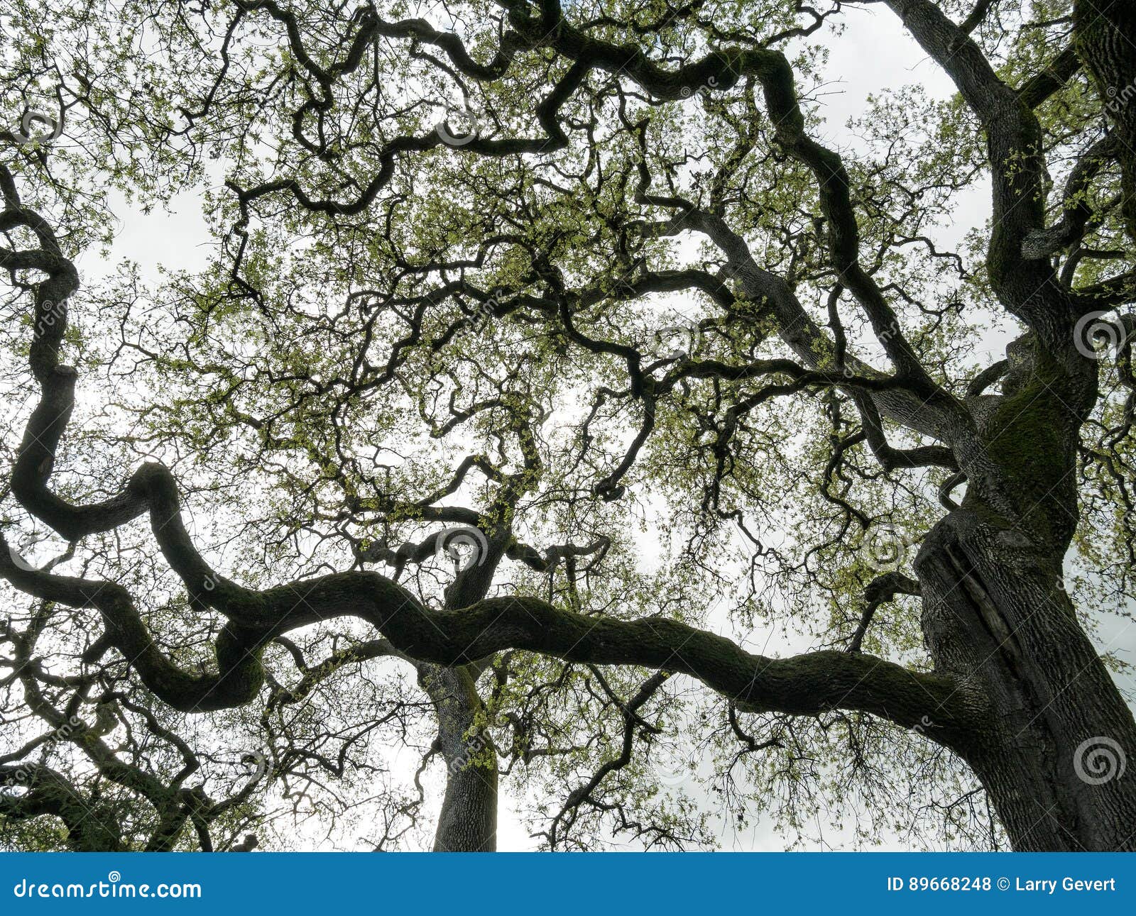 Oak trees stock photo. Image of landscape, cloudy, life - 89668248