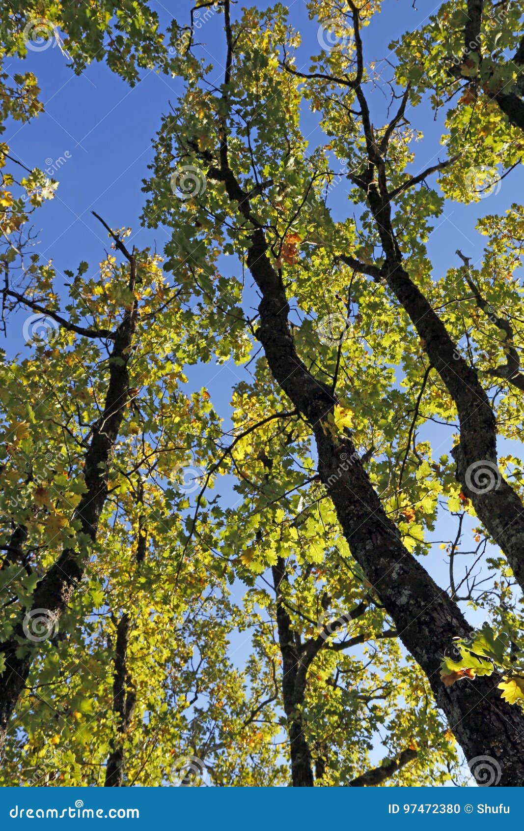 Oak trees stock photo. Image of brown, country, natural - 97472380
