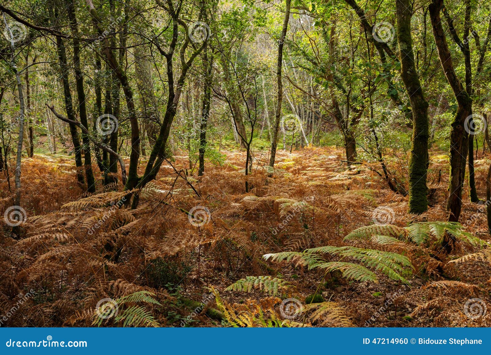 Oak trees and ferns stock photo. Image of autumn, moor - 47214960
