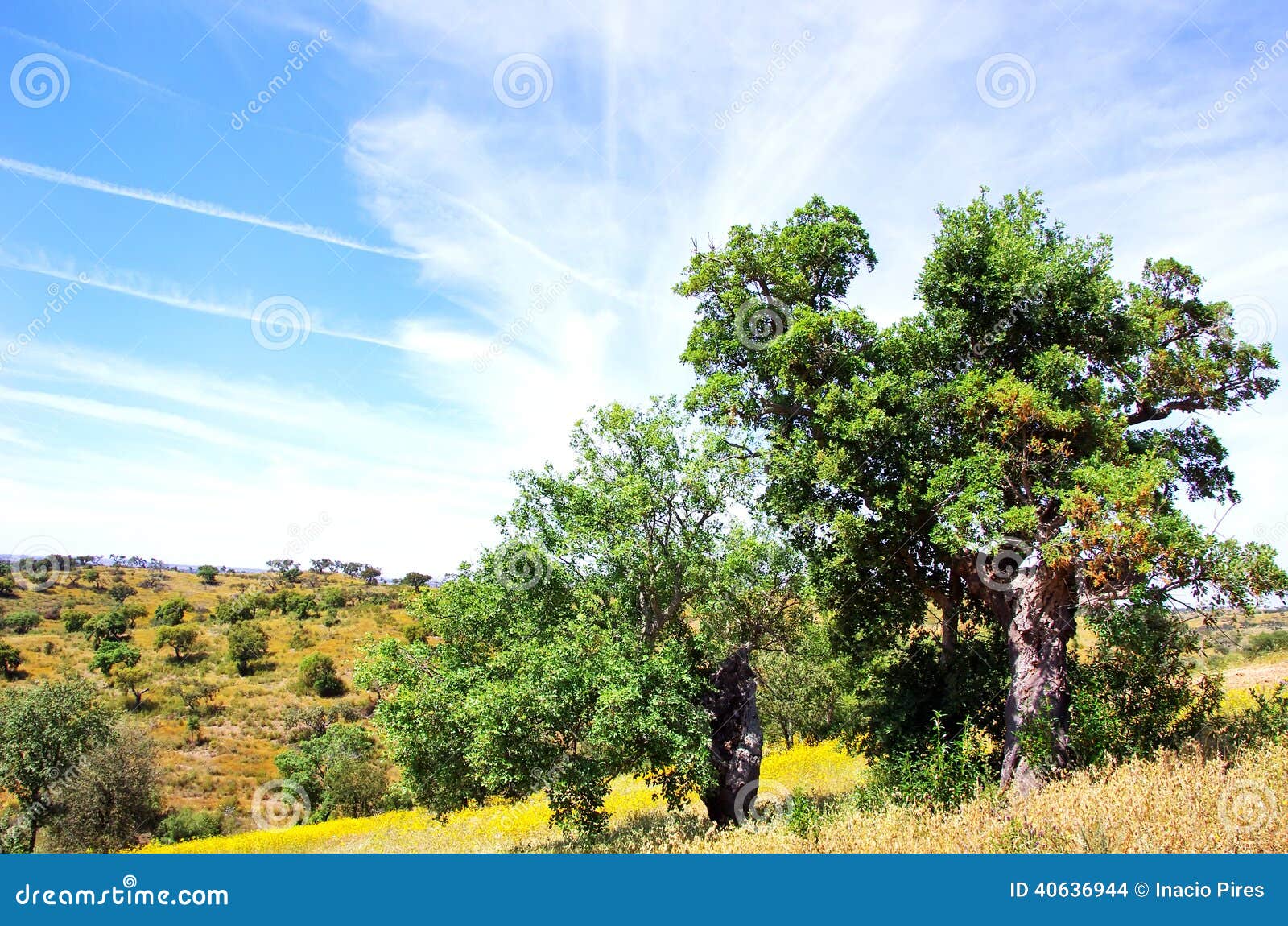 Oak Trees in Forest at Portugal. Stock Photo - Image of andalusia ...