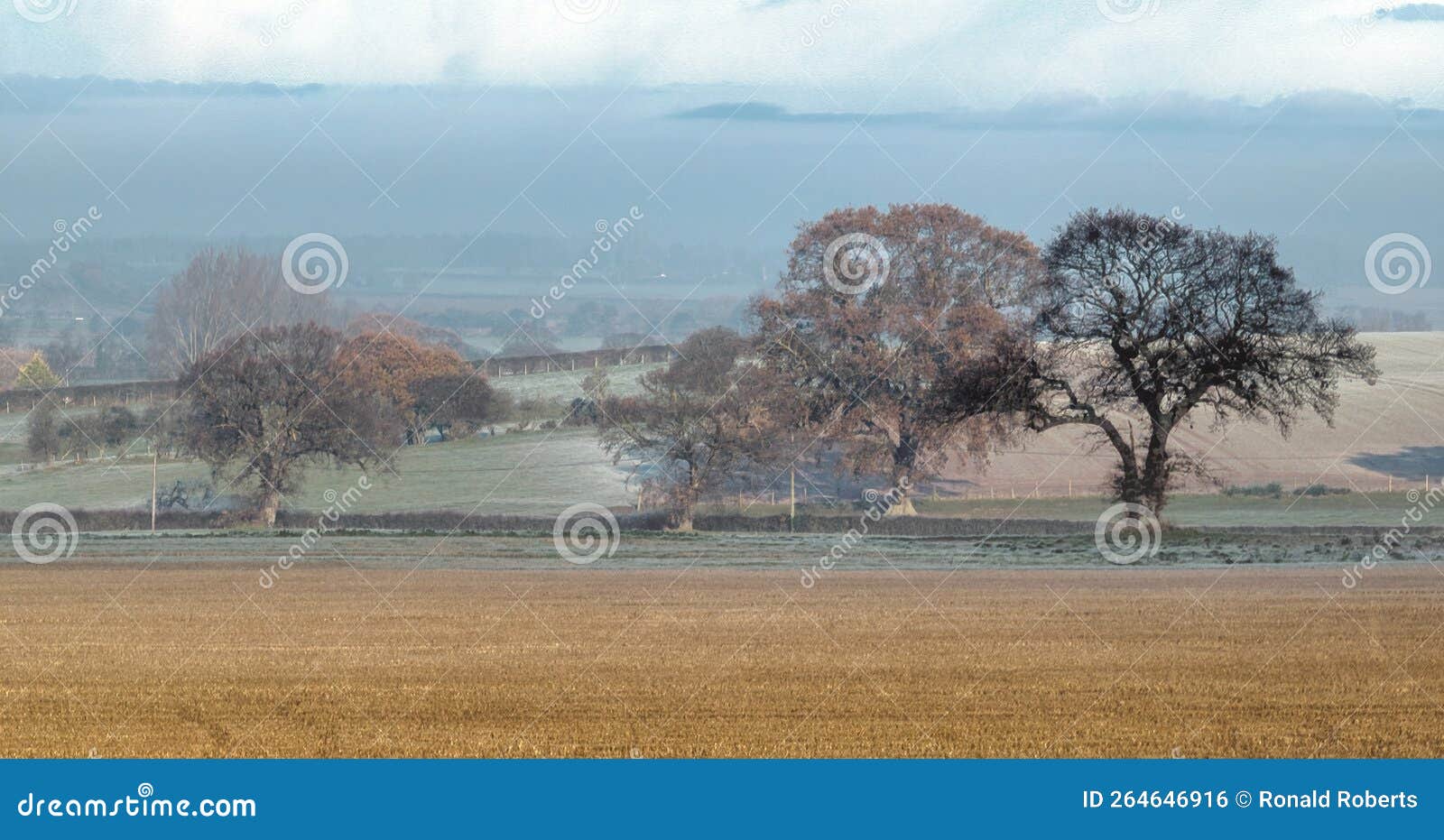 Oak Trees on a Frosty Suffolk Morning Stock Photo - Image of land ...