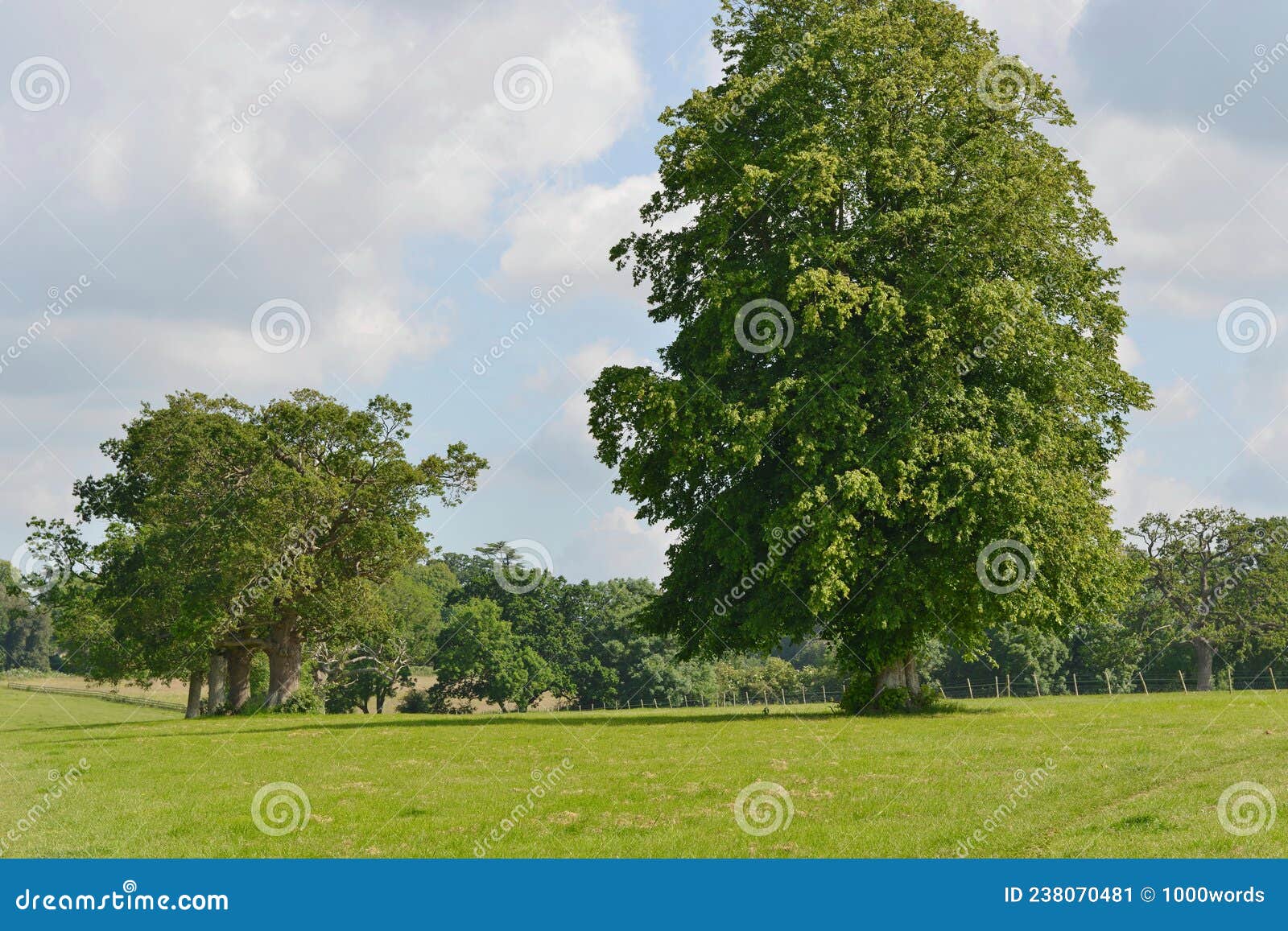 Oak Trees in a Green Field stock image. Image of farms - 238070481