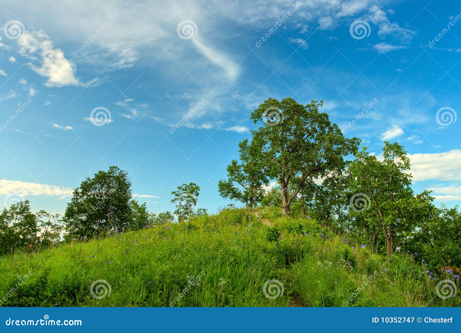 Oak trees on hill stock image. Image of freshness, rural - 10352747