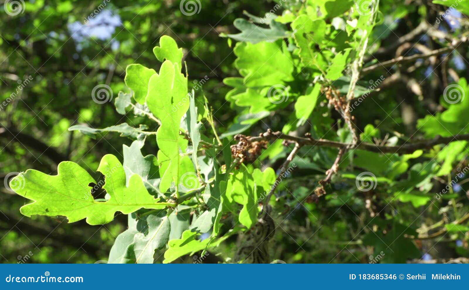 Oak Trees Infested with Larvae Processionary Thaumetopoea Processionea ...