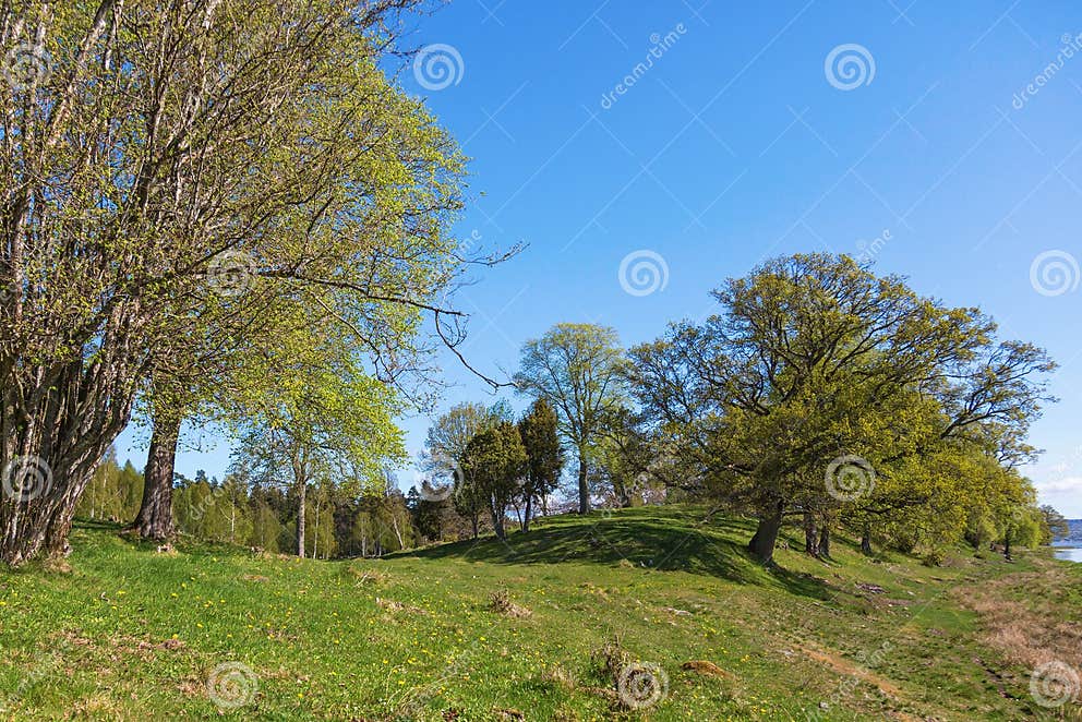 Oak trees landscape stock image. Image of country, scene - 51403339