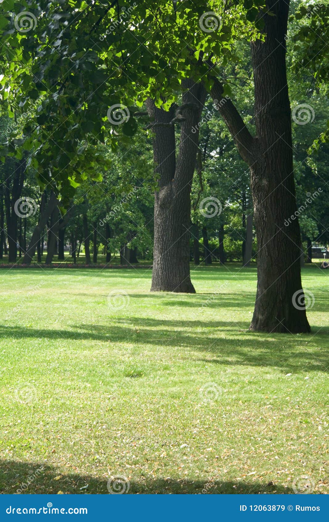 Oak trees on lawn stock image. Image of foliage, meadow - 12063879